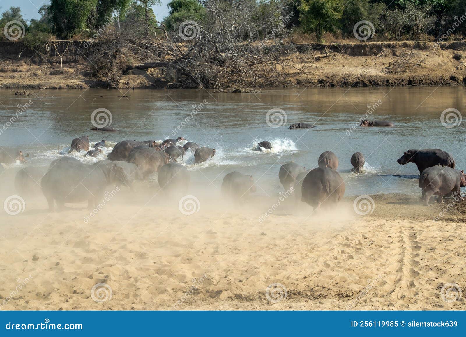 Amazing View of a Huge Group of Hippos Running into the Waters of an ...