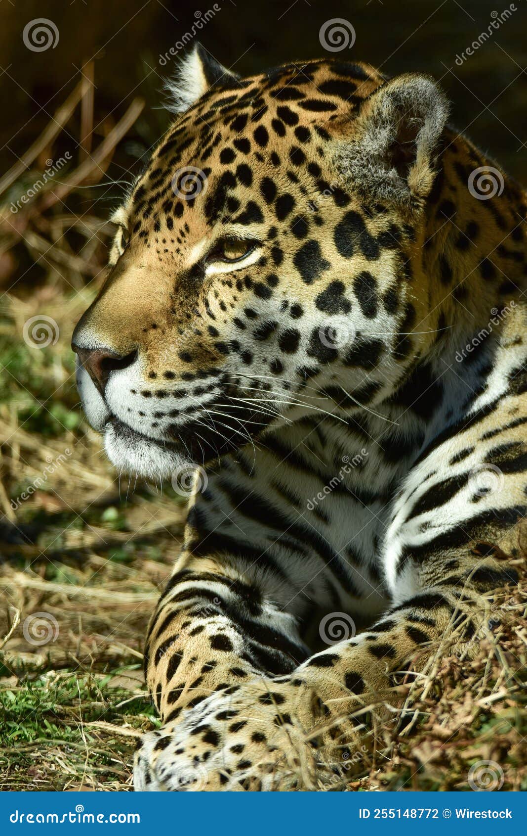 Amazing View of a Leopard in Profile, a Vertical Shot Stock Photo ...