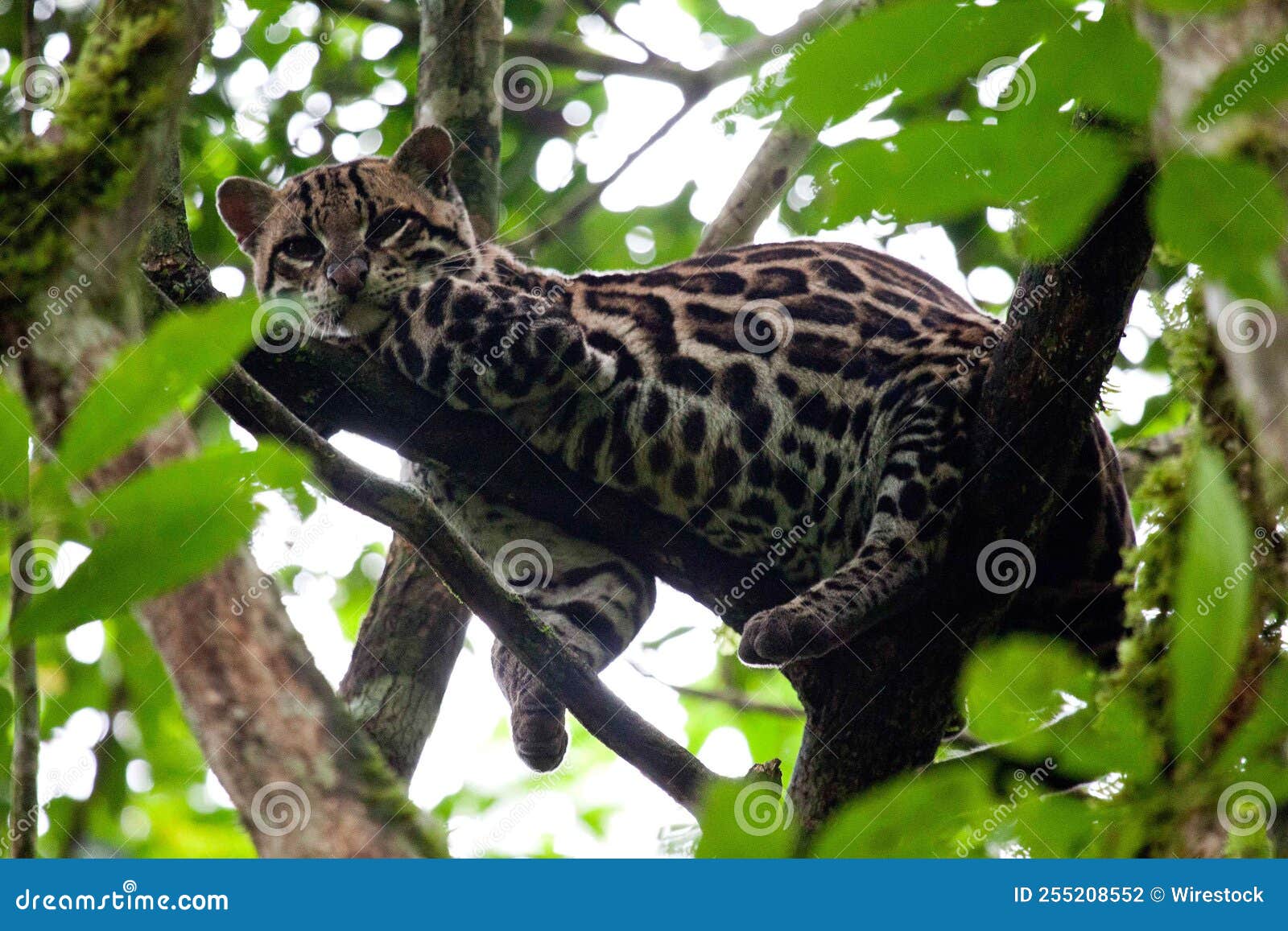 Amazing View of an Ocelot Surrounded by Branches of Trees and Large ...