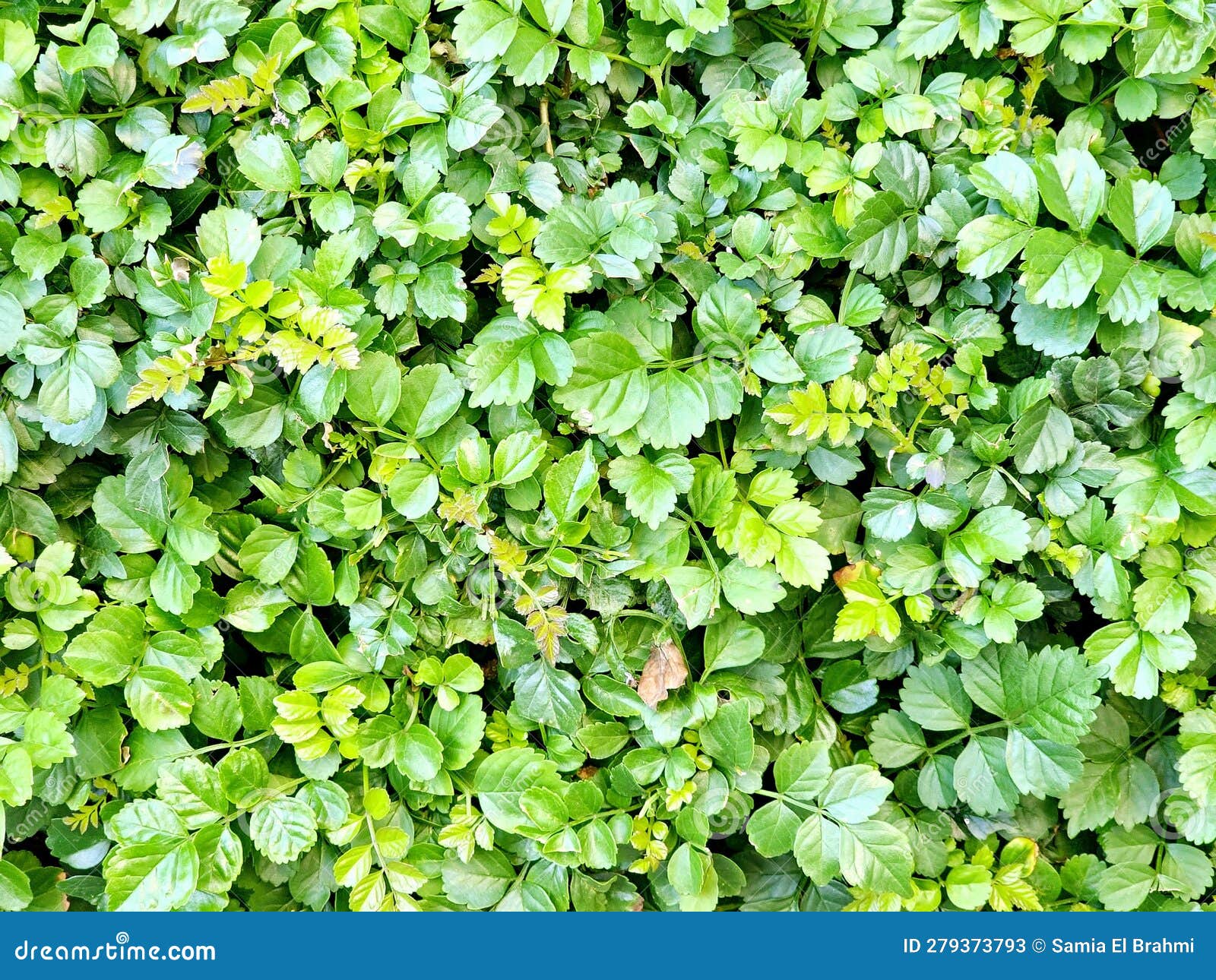 Amazing View of Plants stock image. Image of leaf, tree - 279373793