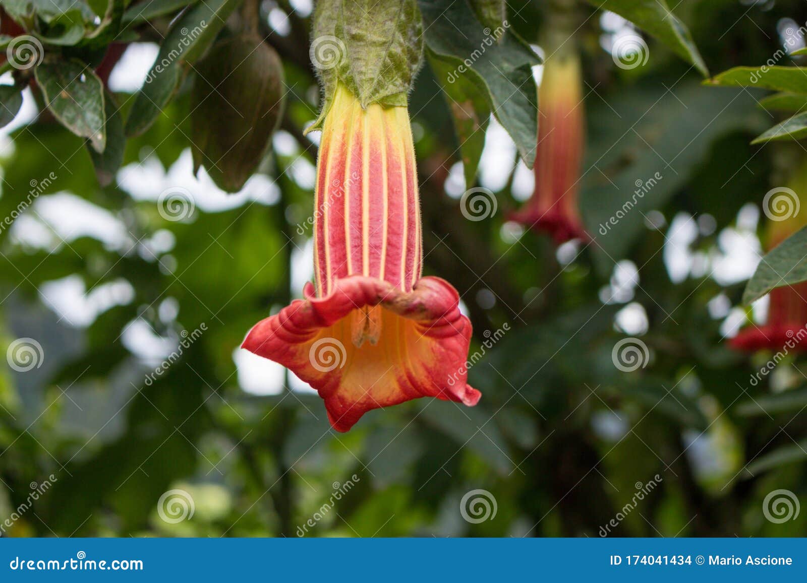 Plants in Ecuador stock photo. Image of altitude, green - 174041434