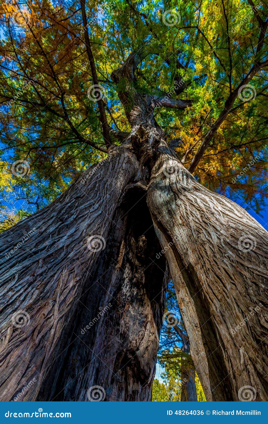 Amazing View of Split Trunk Cypress Tree with Fall Foliage Stock Photo ...