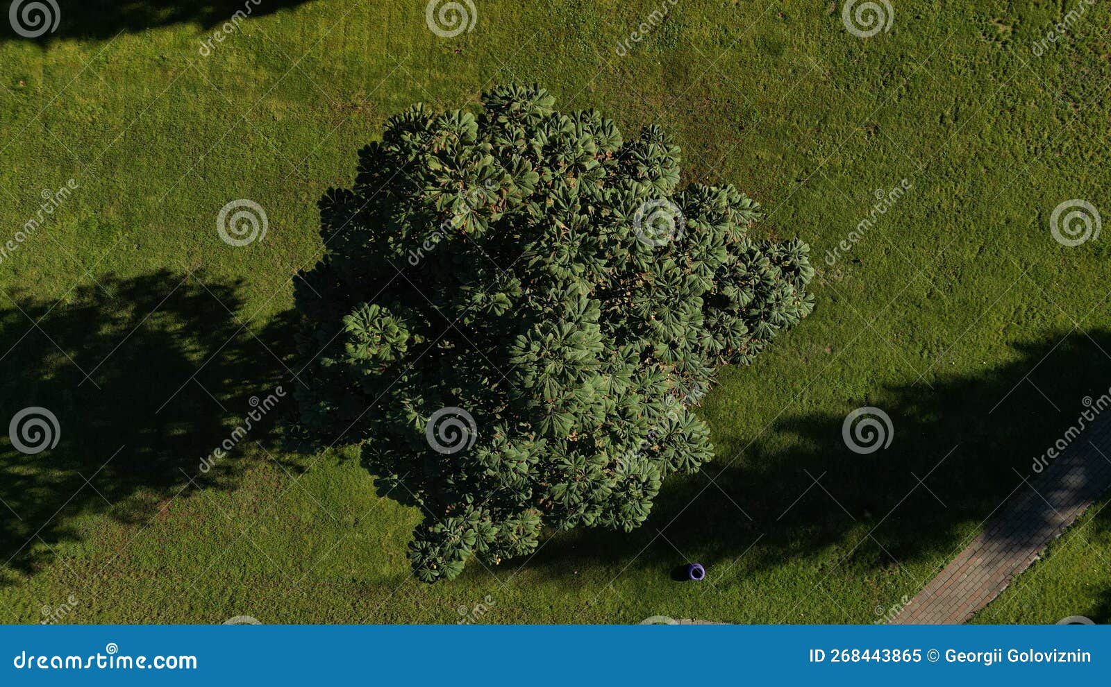 Amazing View from the Top of the Nature in the Summer in the Forest ...