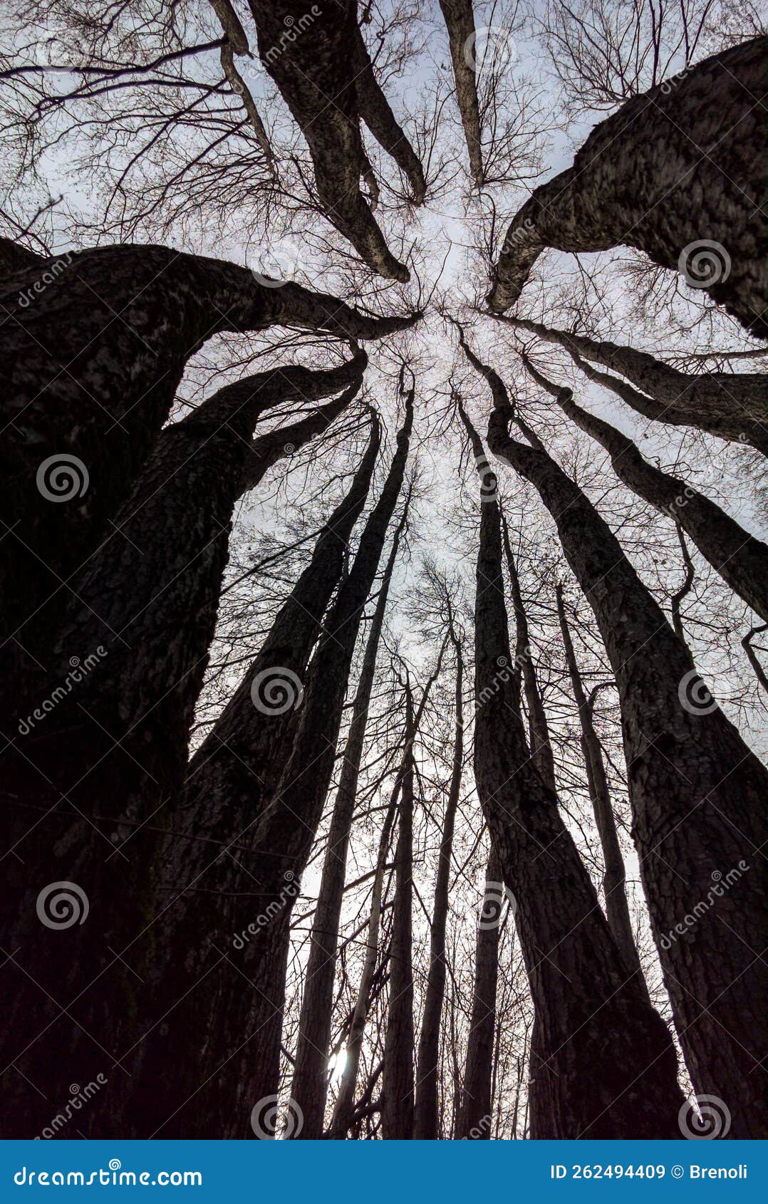 Amazing View of Trees from Below Stock Image - Image of height ...