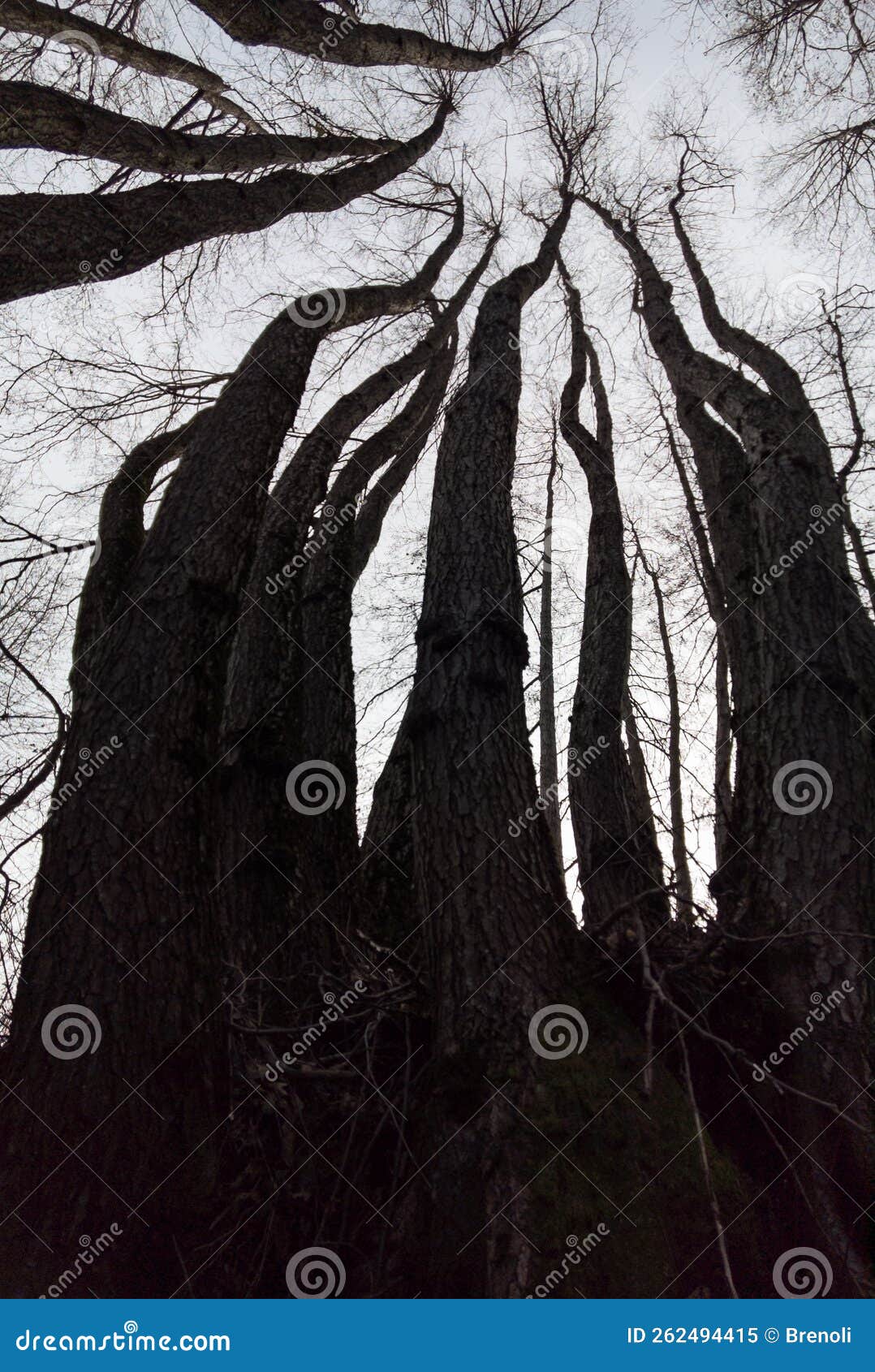 Amazing View of Trees from Below Stock Image - Image of photograph ...