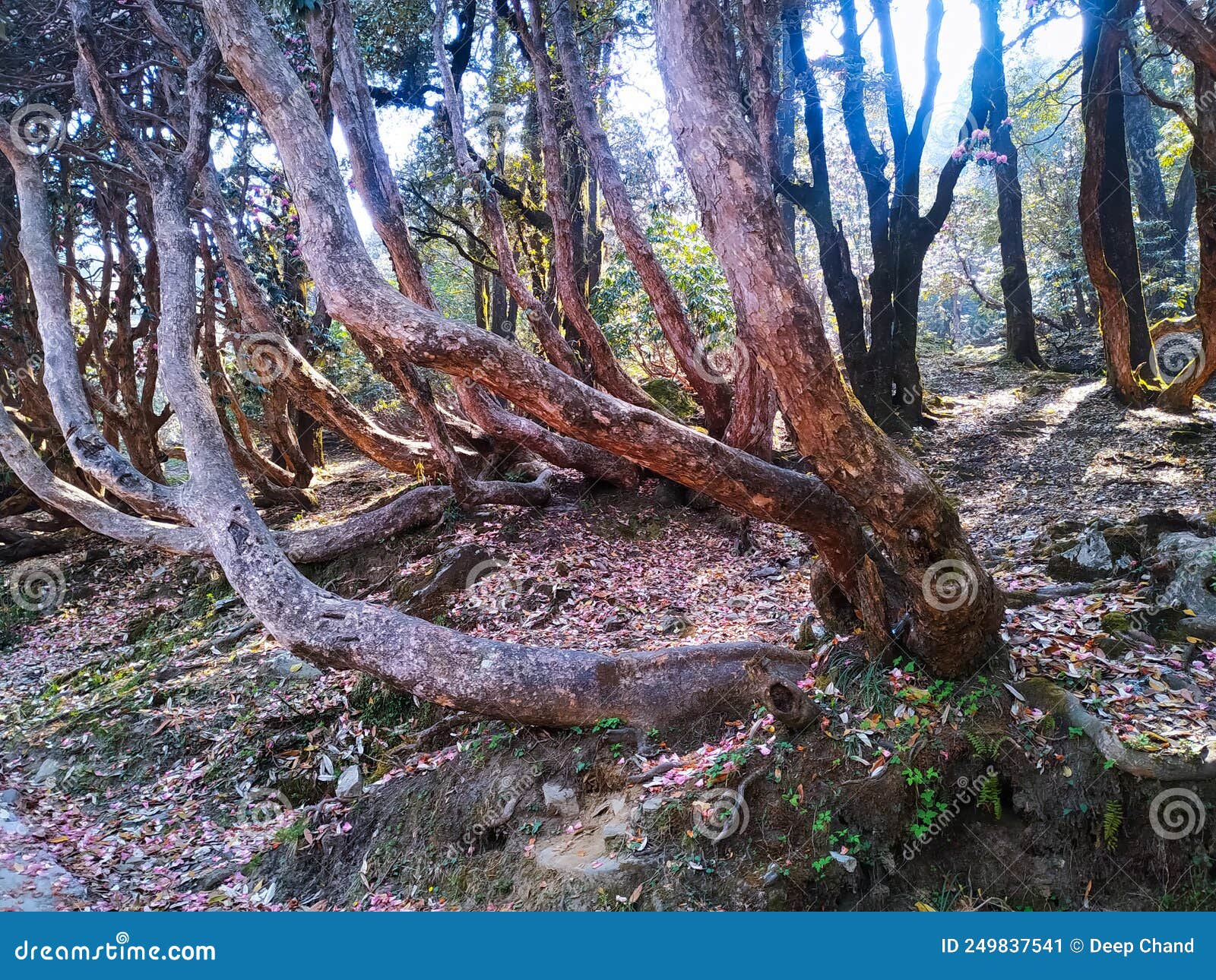 Amazing View of Twisted Trees in the Forest Stock Image - Image of ...