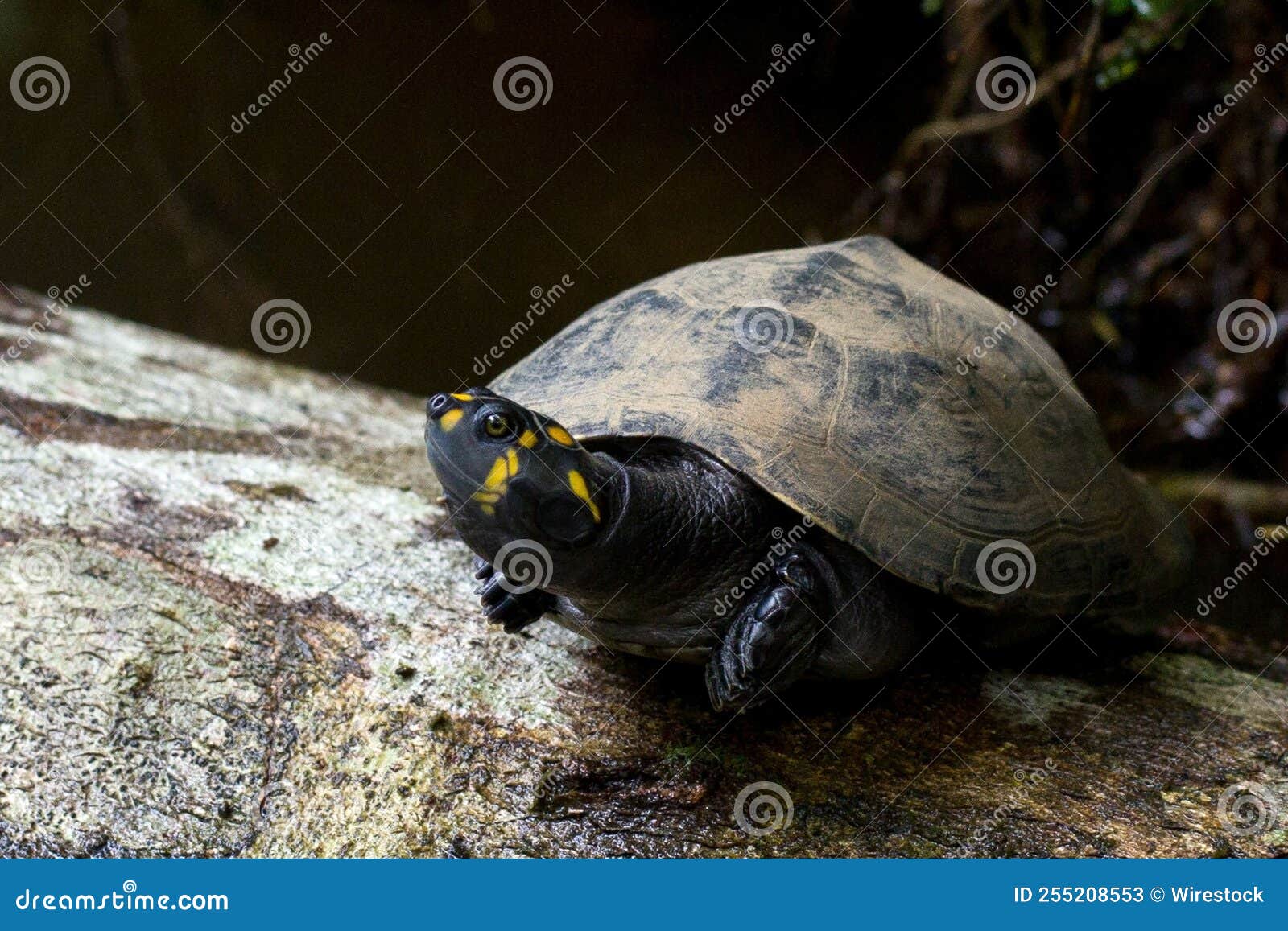 Amazing View of a Yellow-spotted River Turtle Looking Up Stock Image ...