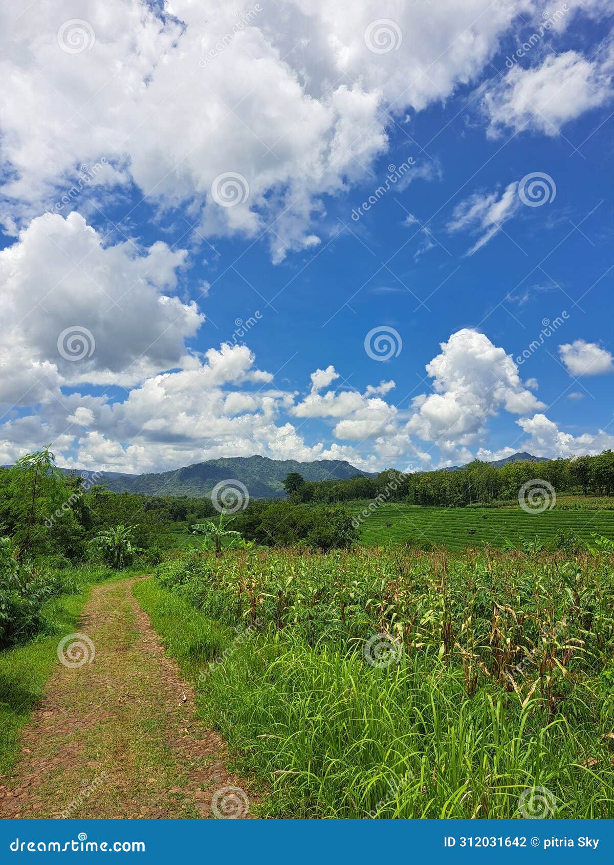 Amazing Views of Mountains and Rice Fields Stock Photo - Image of ...