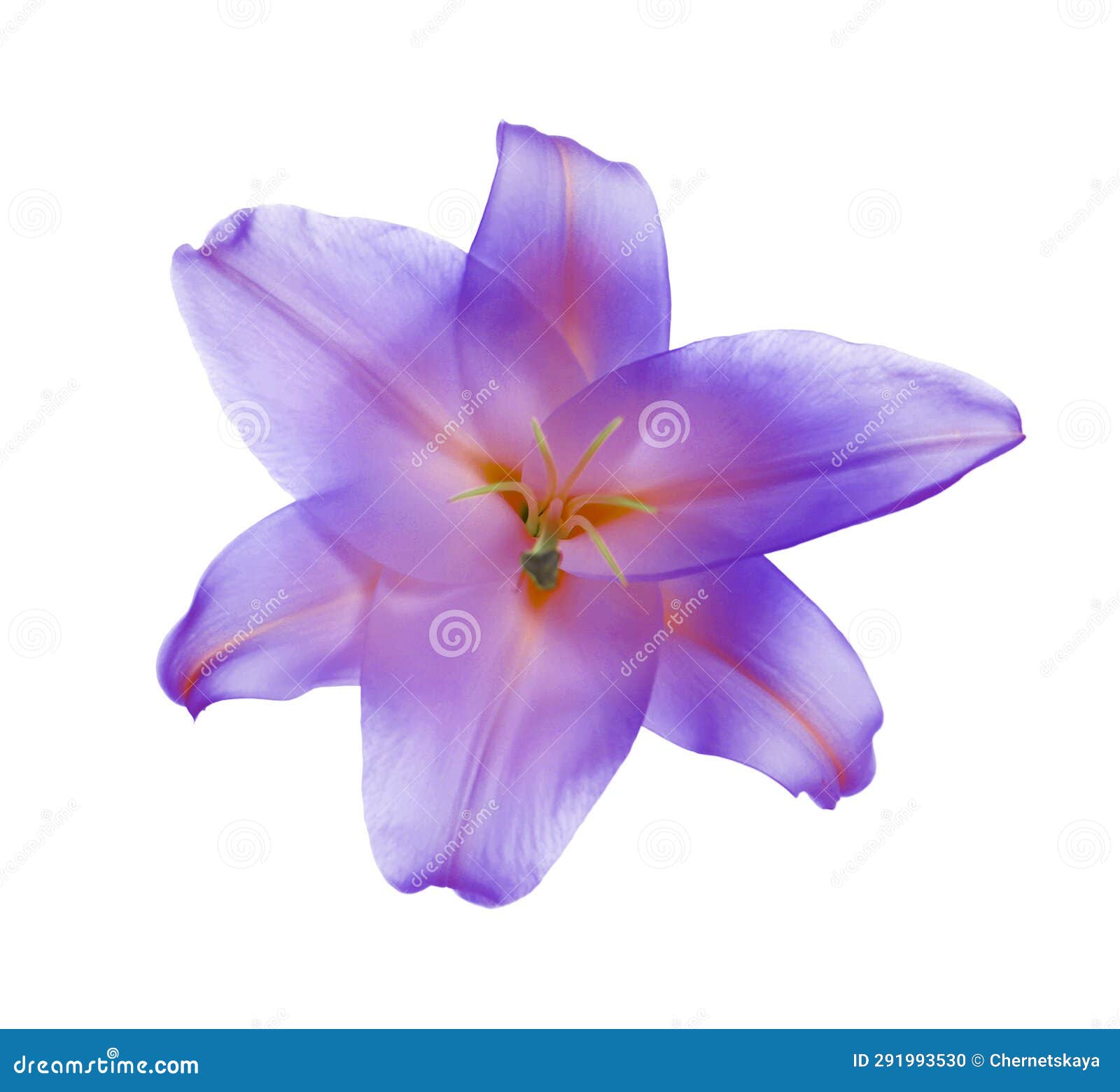 Amazing Violet Lily Flower Isolated on White Stock Photo - Image of ...