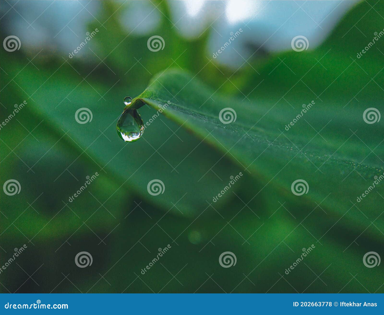 The amazing water drop. stock photo. Image of invertebrate - 202663778