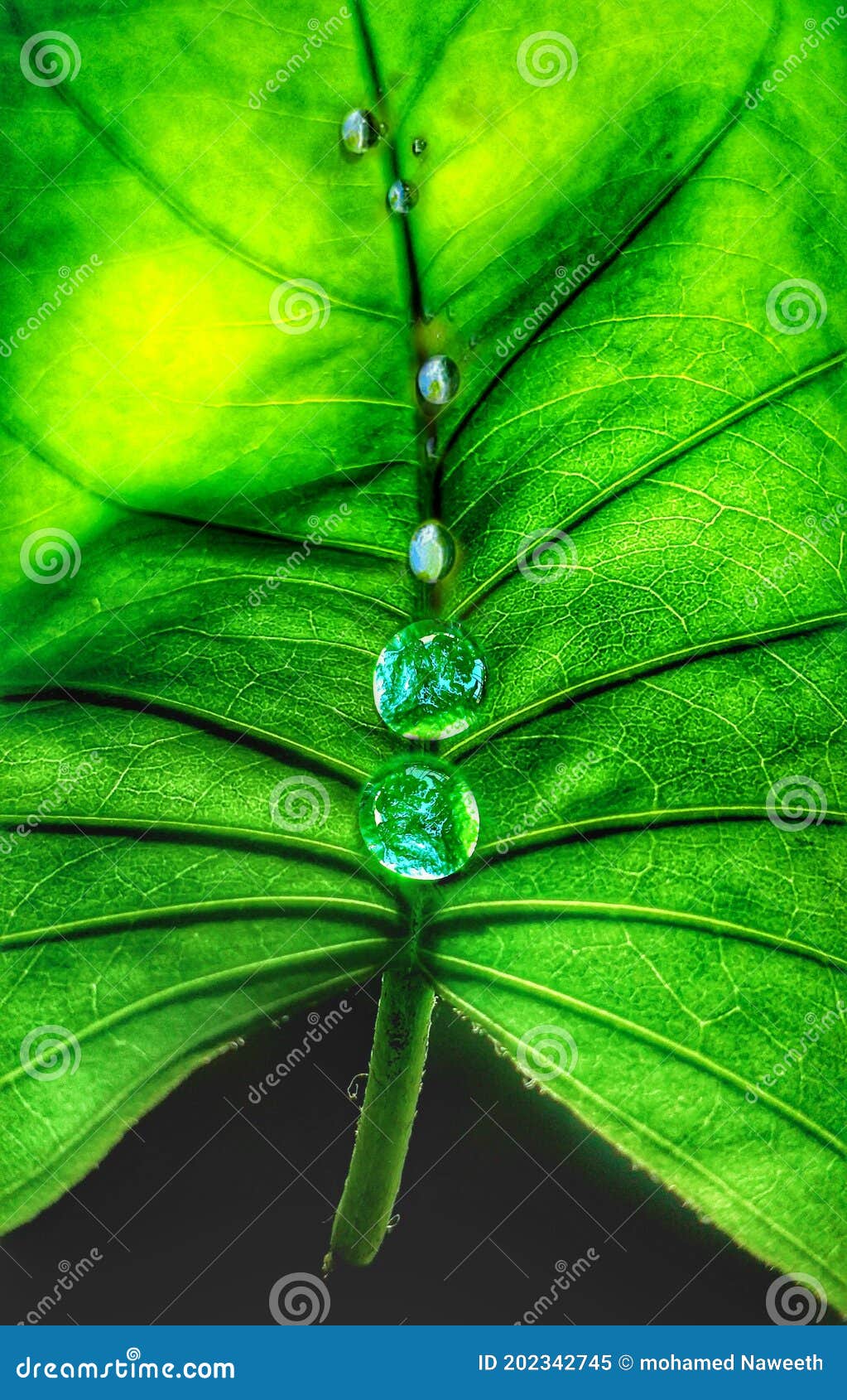 Amazing water drop in leaf stock image. Image of flower - 202342745
