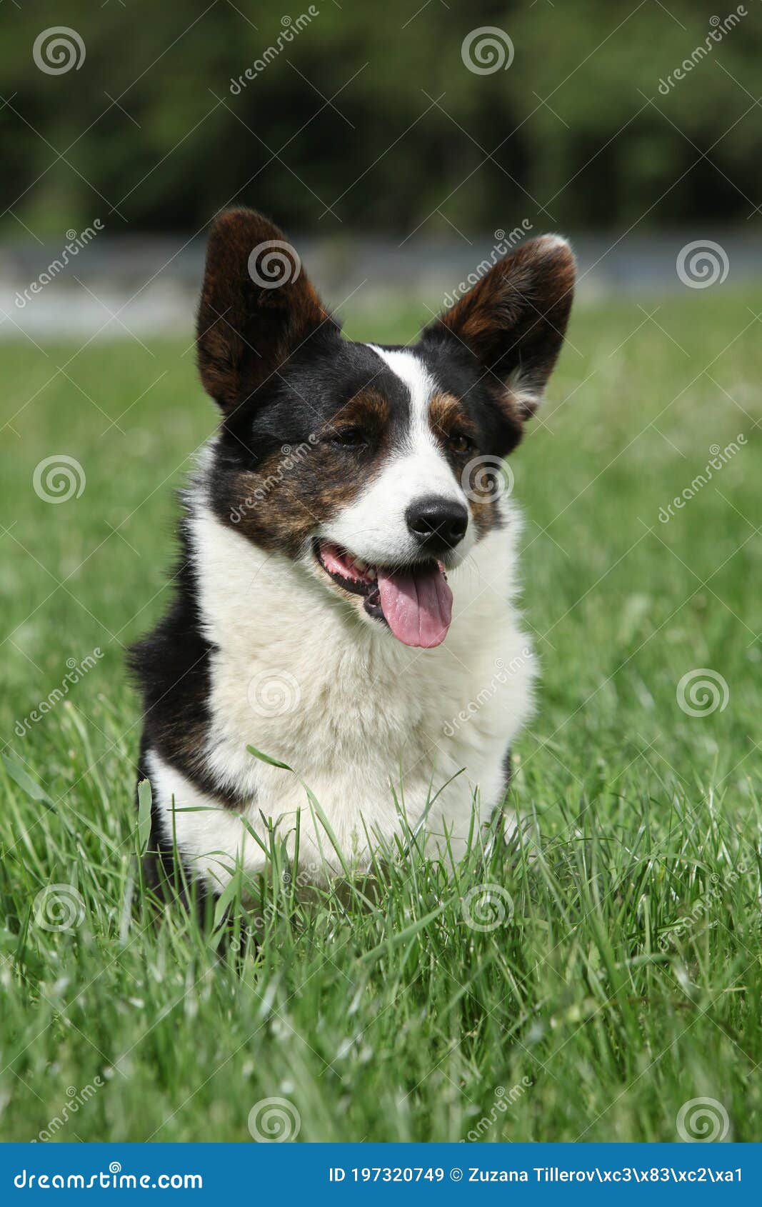 Amazing Welsh Corgi Cardigan Stock Image - Image of vigilant, mammal ...