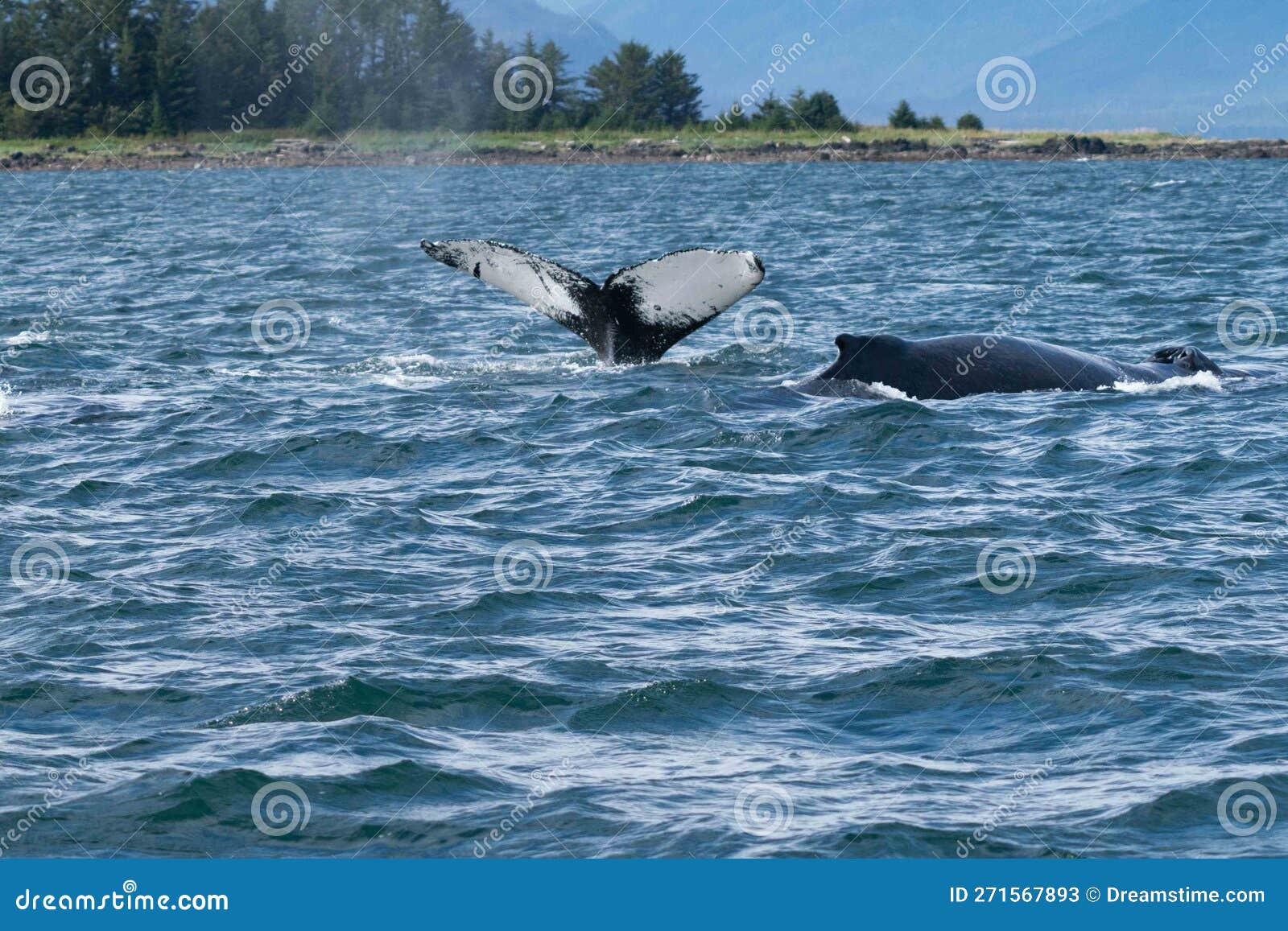 Amazing Whale Tail Coming Out of Water after Breaching Stock Image ...
