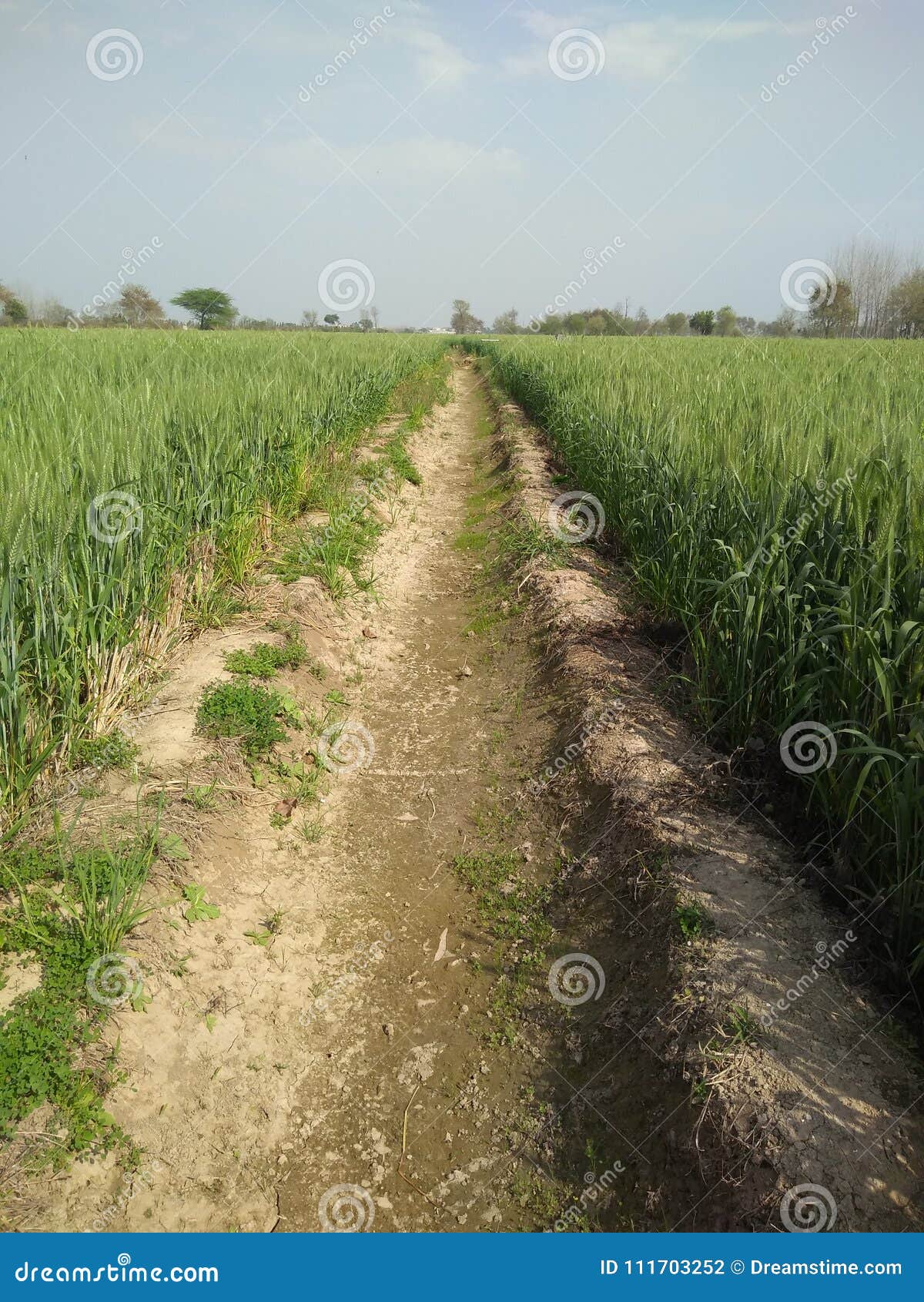 Amazing stock photo. Image of fild, amazing, india, wheet - 111703252