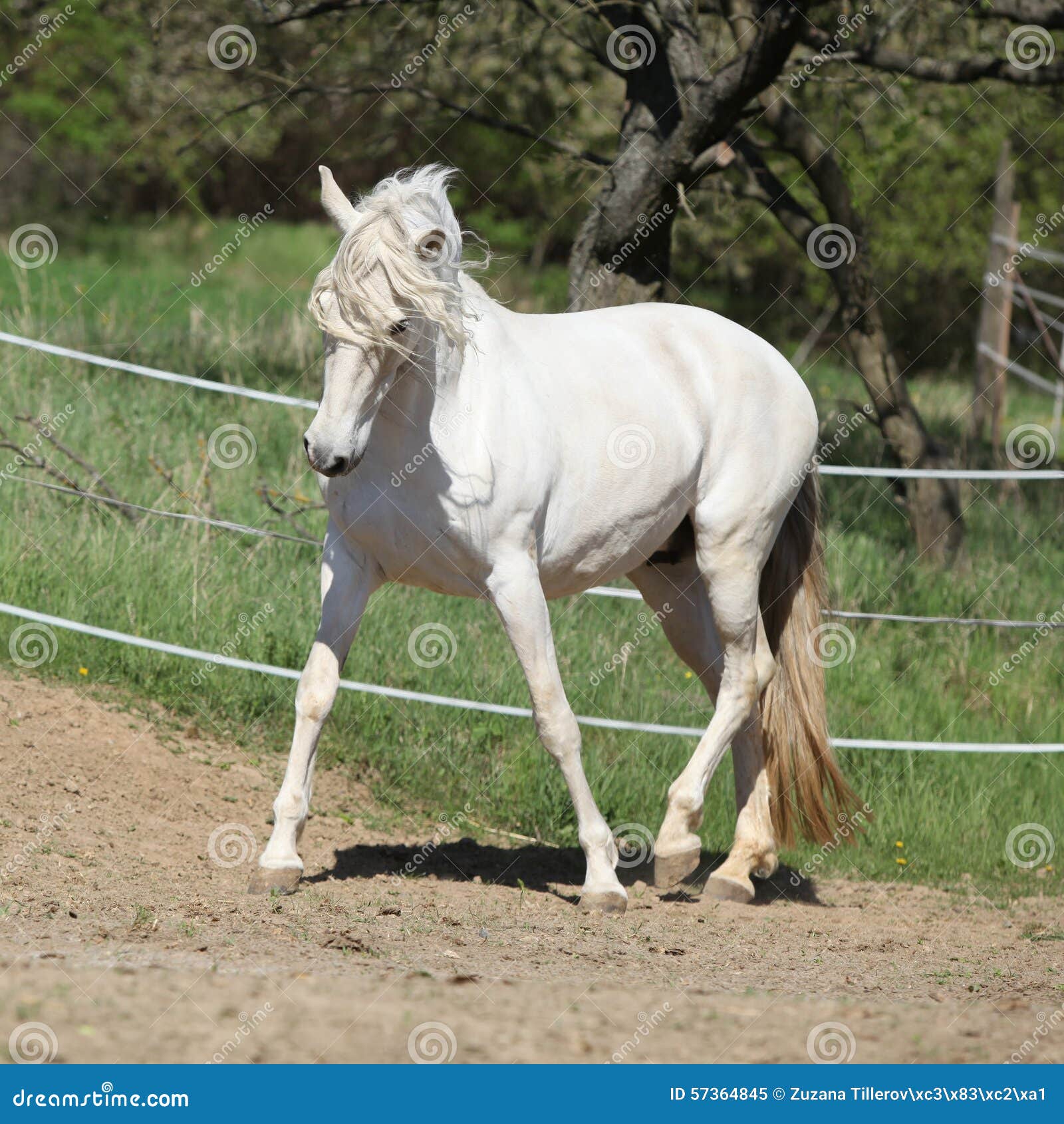 Amazing White Andalusian Mare Stock Image - Image of animal, mare: 57364845
