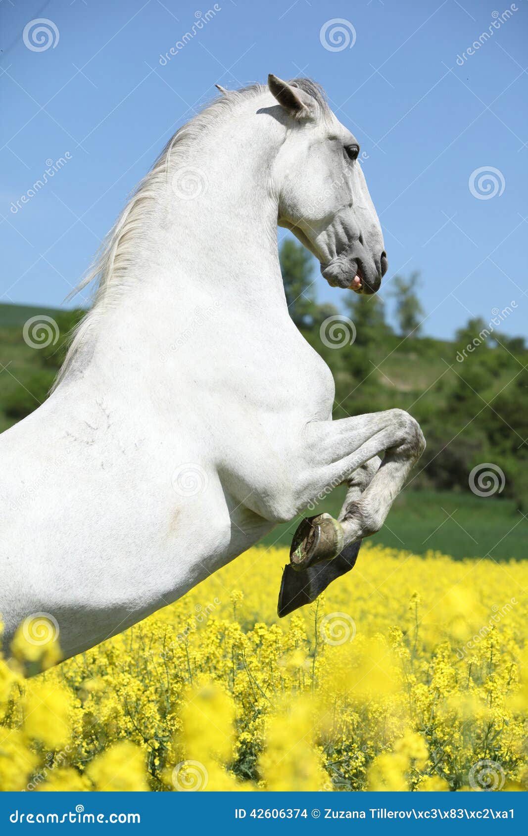 Amazing White Lipizzaner Prancing in Spring Stock Photo - Image of ...