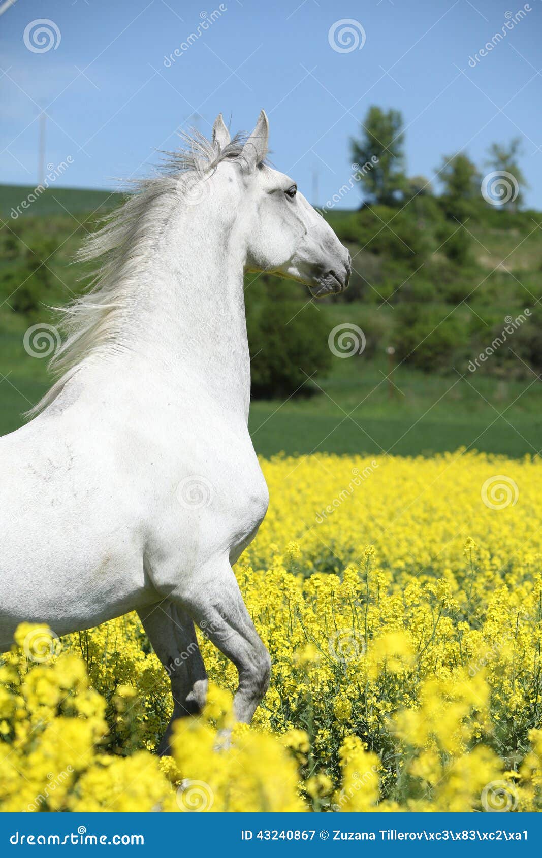Amazing White Lipizzaner Prancing in Spring Stock Image - Image of ...