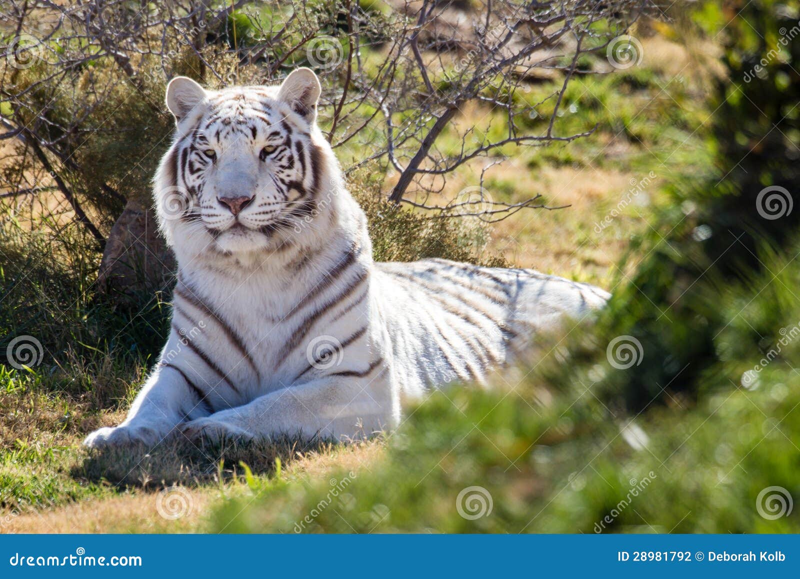 Amazing White Tiger in the Brush Stock Photo - Image of animal, black ...