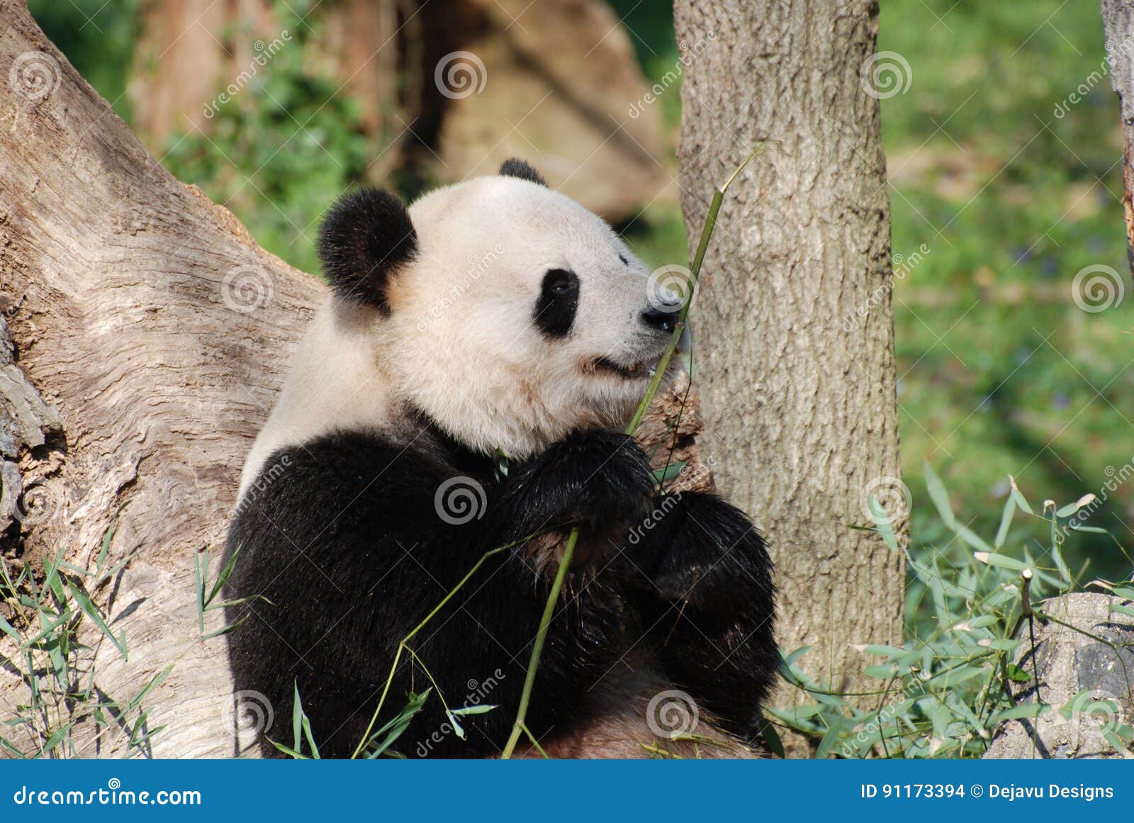 Amazing Wild Giant Panda Bear with a Bamboo Shoot Stock Photo - Image ...