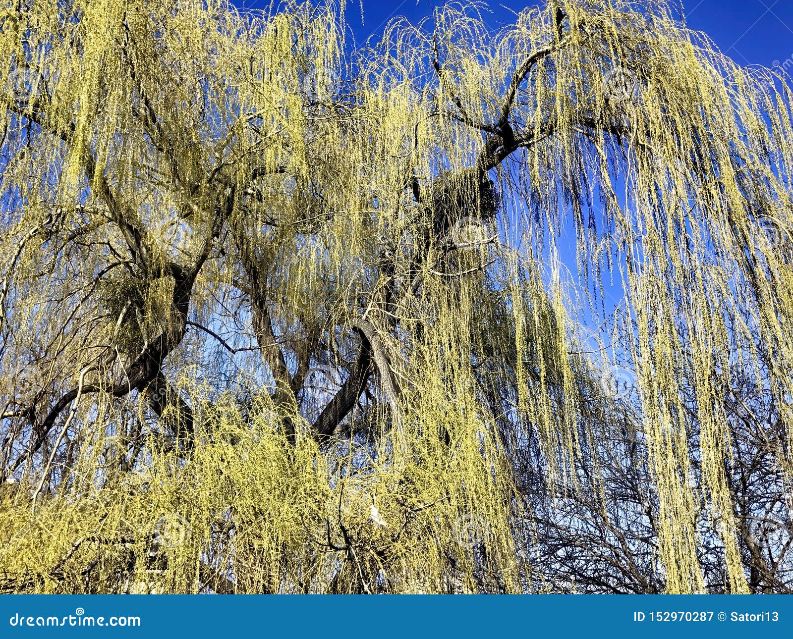 Amazing Willow Tree by the Pond in the Park Stock Image - Image of park ...