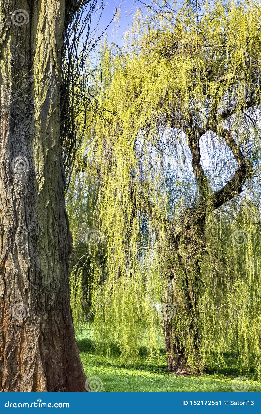 Amazing Willow Tree by the Pond in the Park Stock Image - Image of ...
