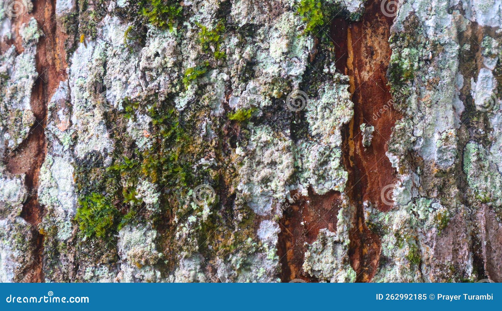 Amazing Wood Bark Texture As Background Stock Image - Image of detail ...