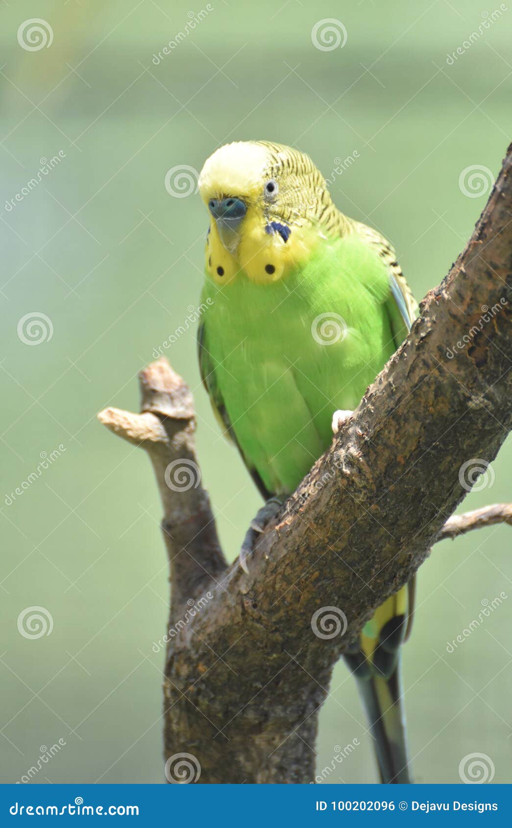 Amazing Yellow and Green Shell Parakeet Perched in a Tree Stock Photo ...