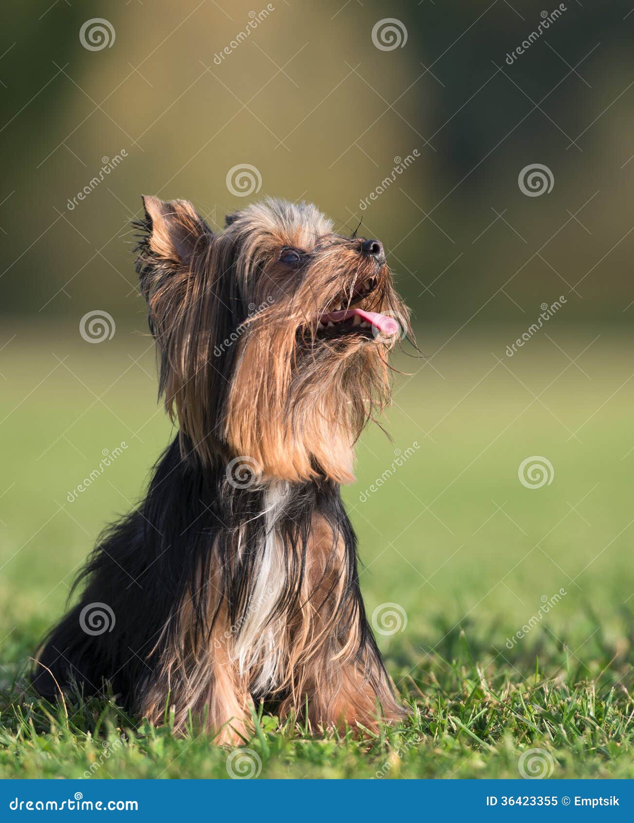 An Amazing Yorkshire Terrier Poses Stock Image - Image of beauty, pose ...