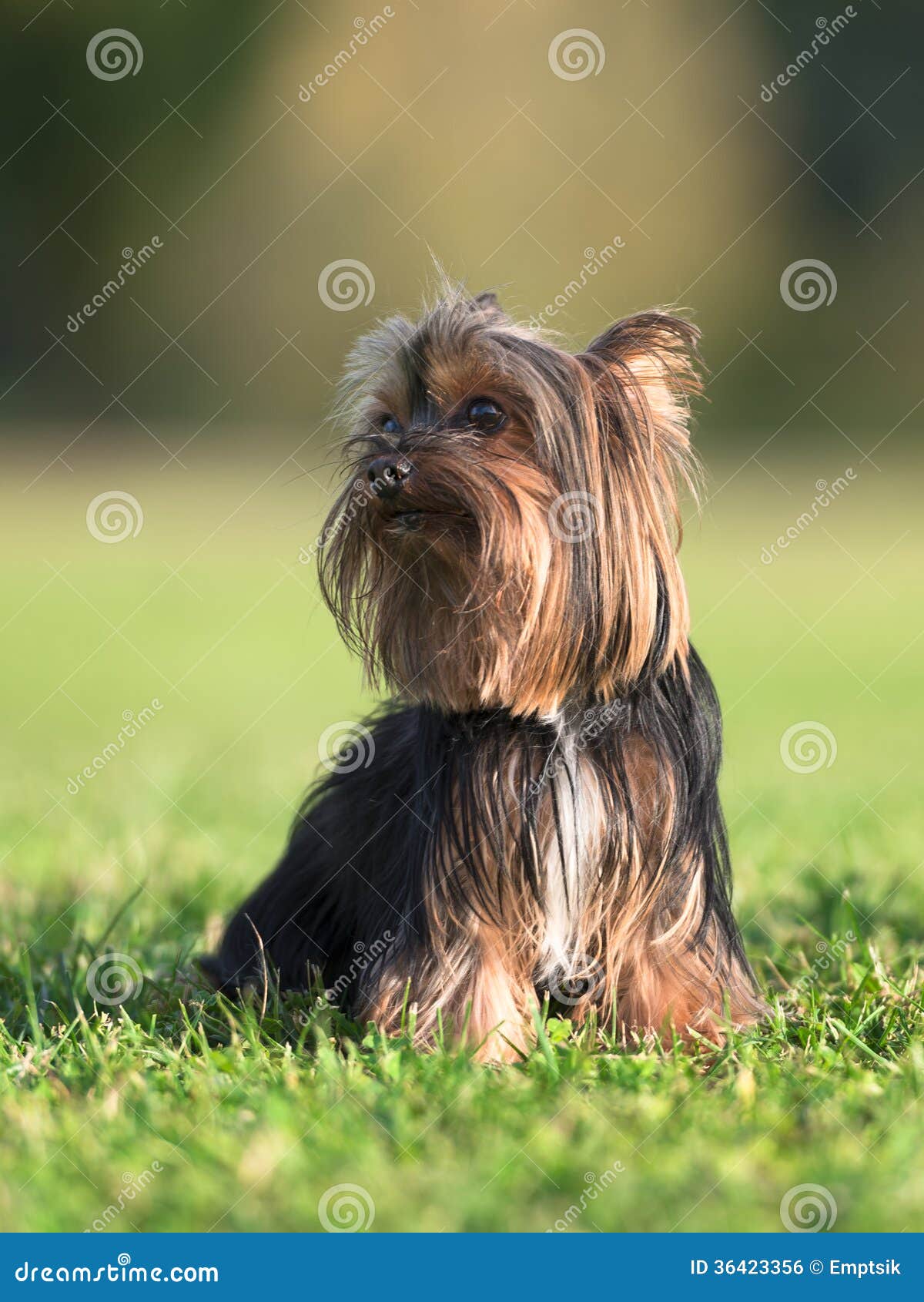 An Amazing Yorkshire Terrier Poses Stock Photo - Image of animal ...