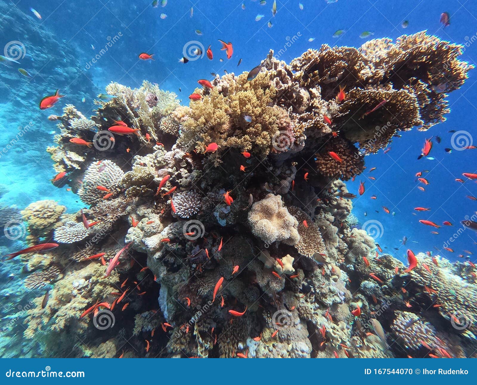 Amazingly Beautiful Underwater World Stock Photo - Image of deep ...