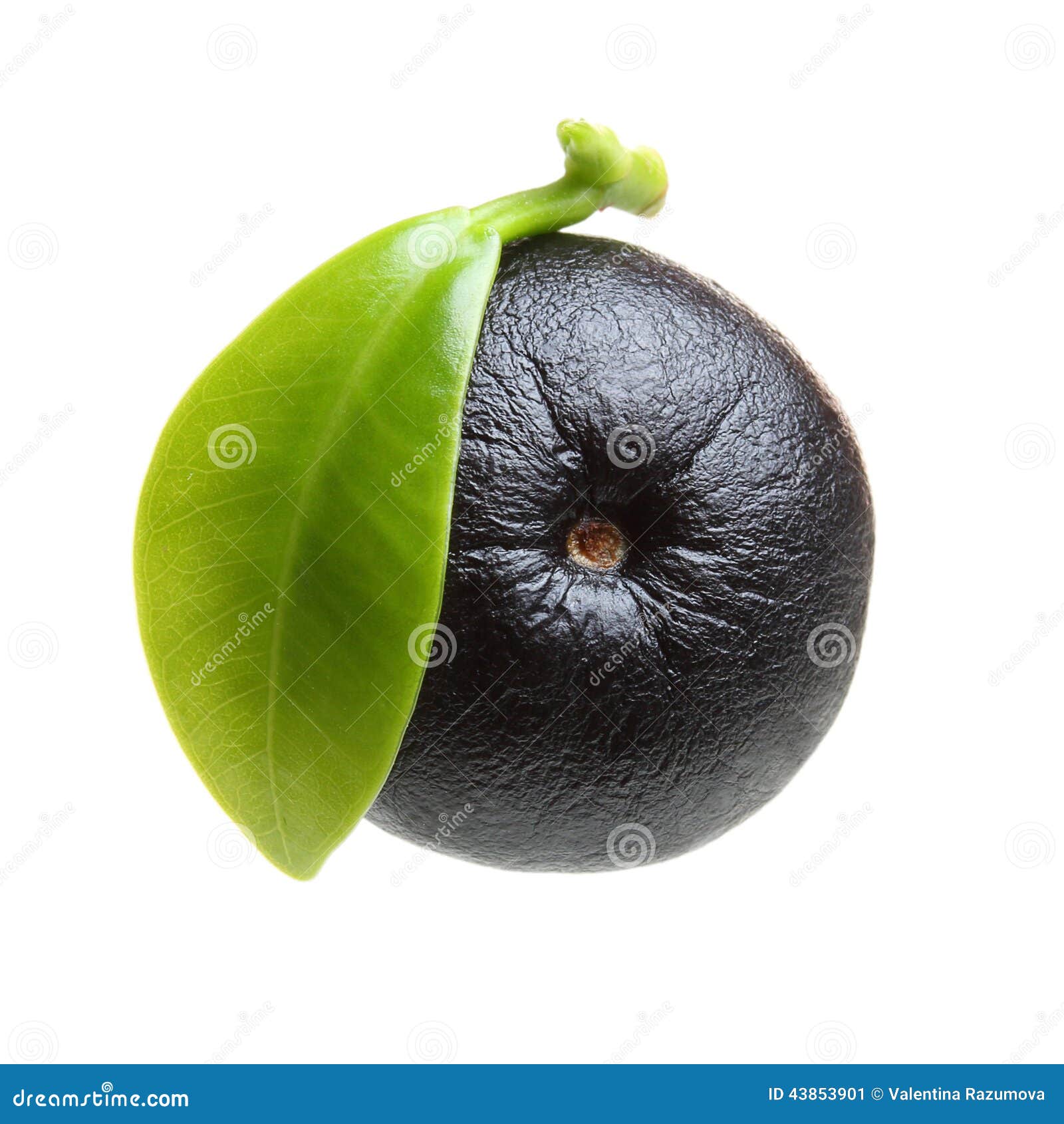 Amazon Acai Berry Fruit with Leaf Stock Image - Image of isolated ...