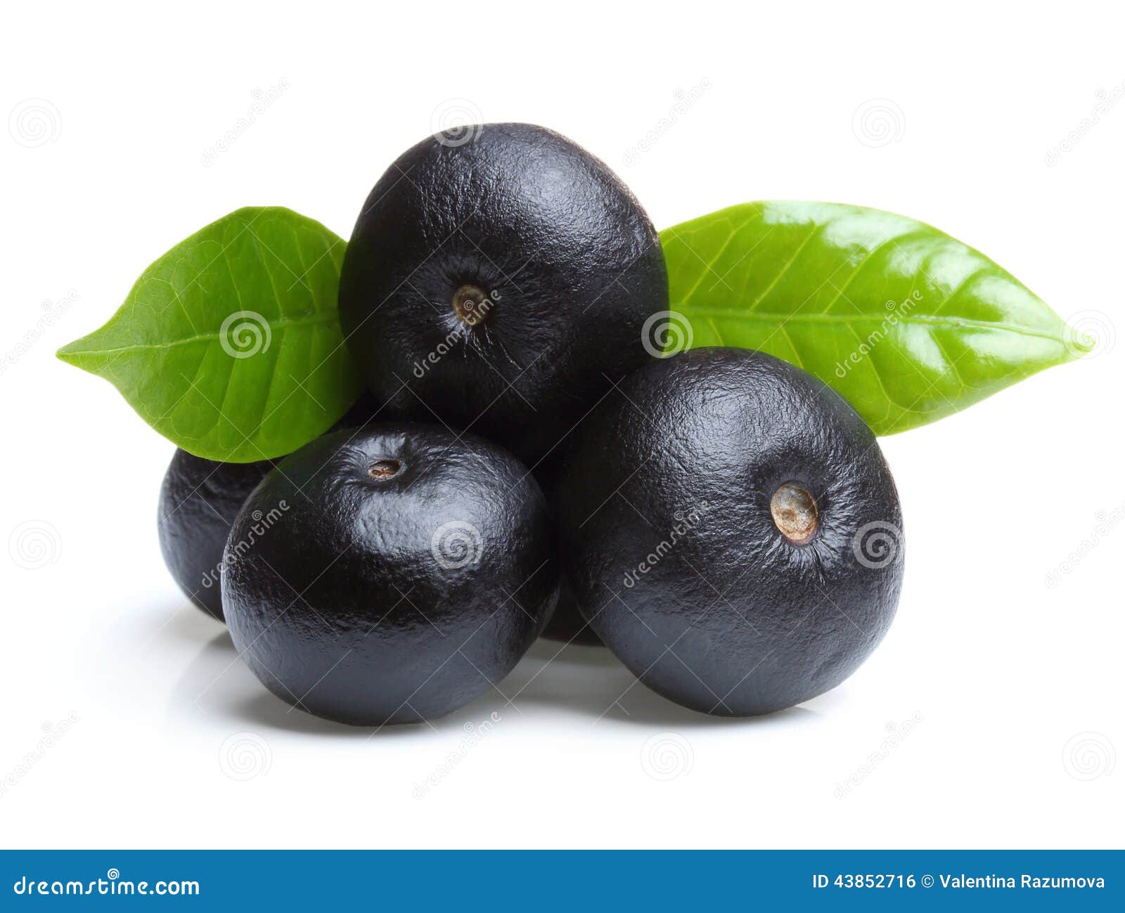 Amazon Acai Fruit with Leaf Stock Photo - Image of fruit, agriculture ...