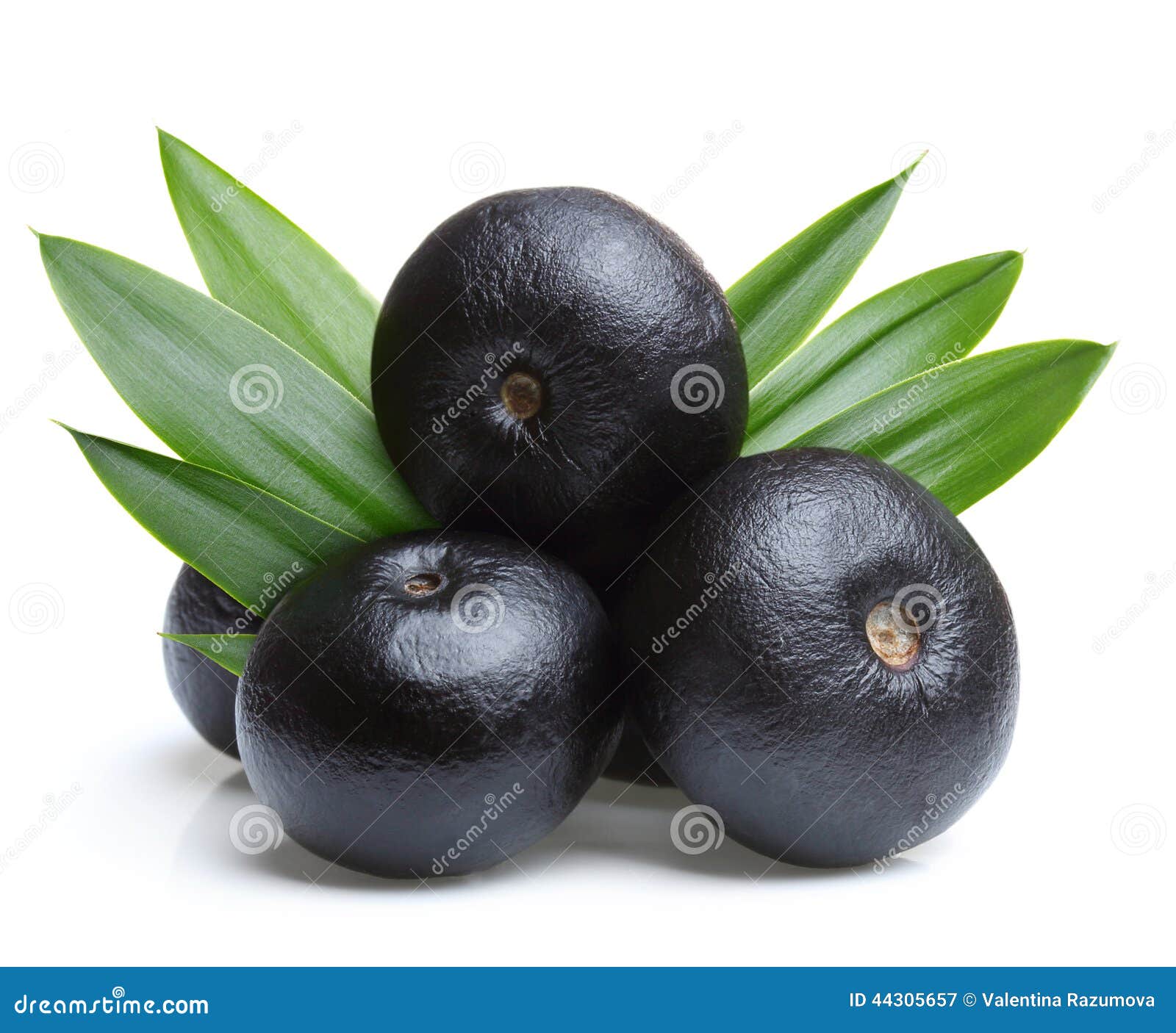 Amazon Acai Fruit with Leaf Stock Image - Image of diet, leaf: 44305657