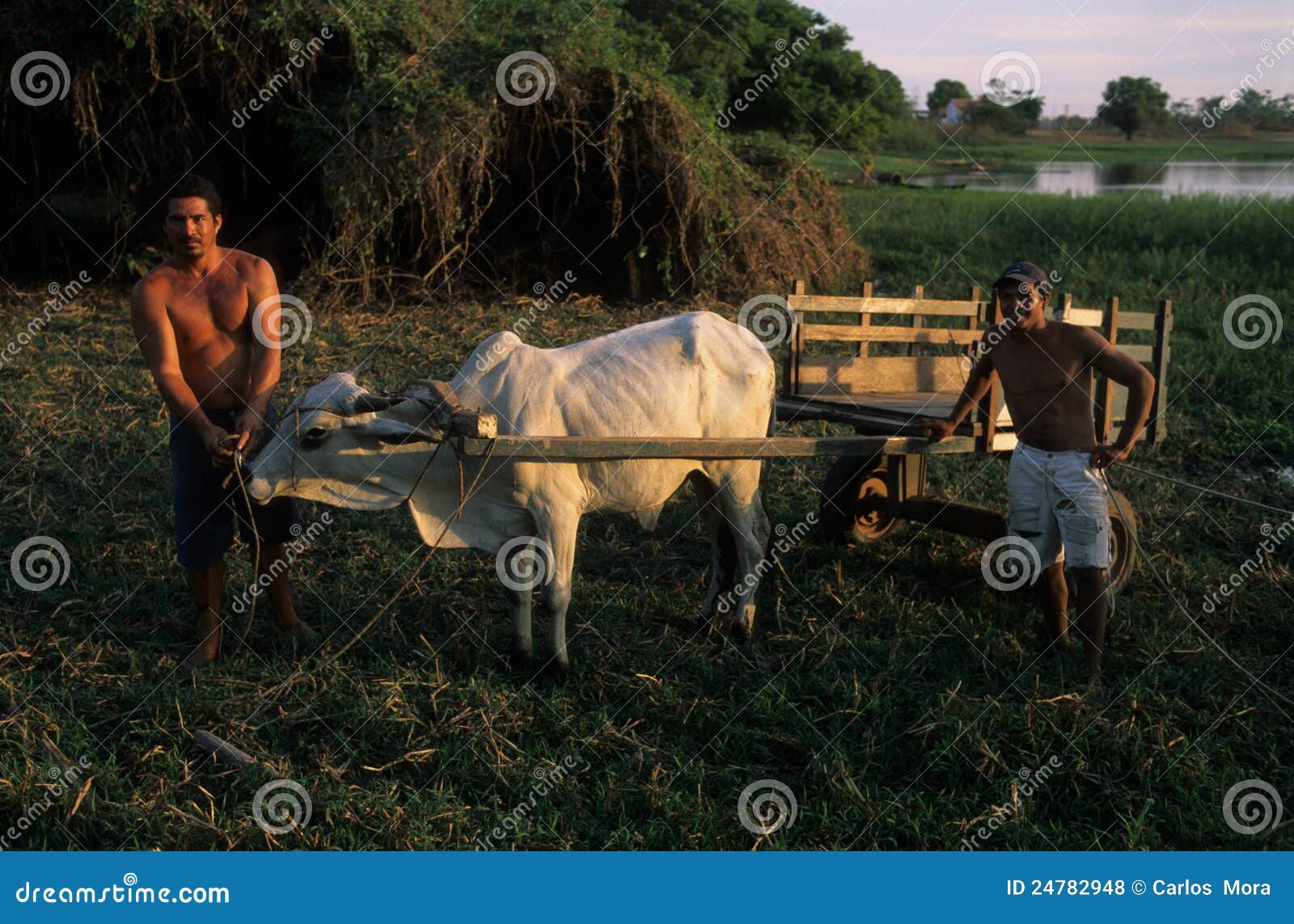 Amazon Basin editorial stock photo. Image of estado, amazon - 24782948