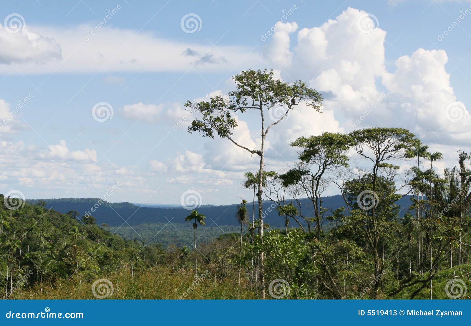 Amazon Basin stock image. Image of heat, wilderness, trees - 5519413