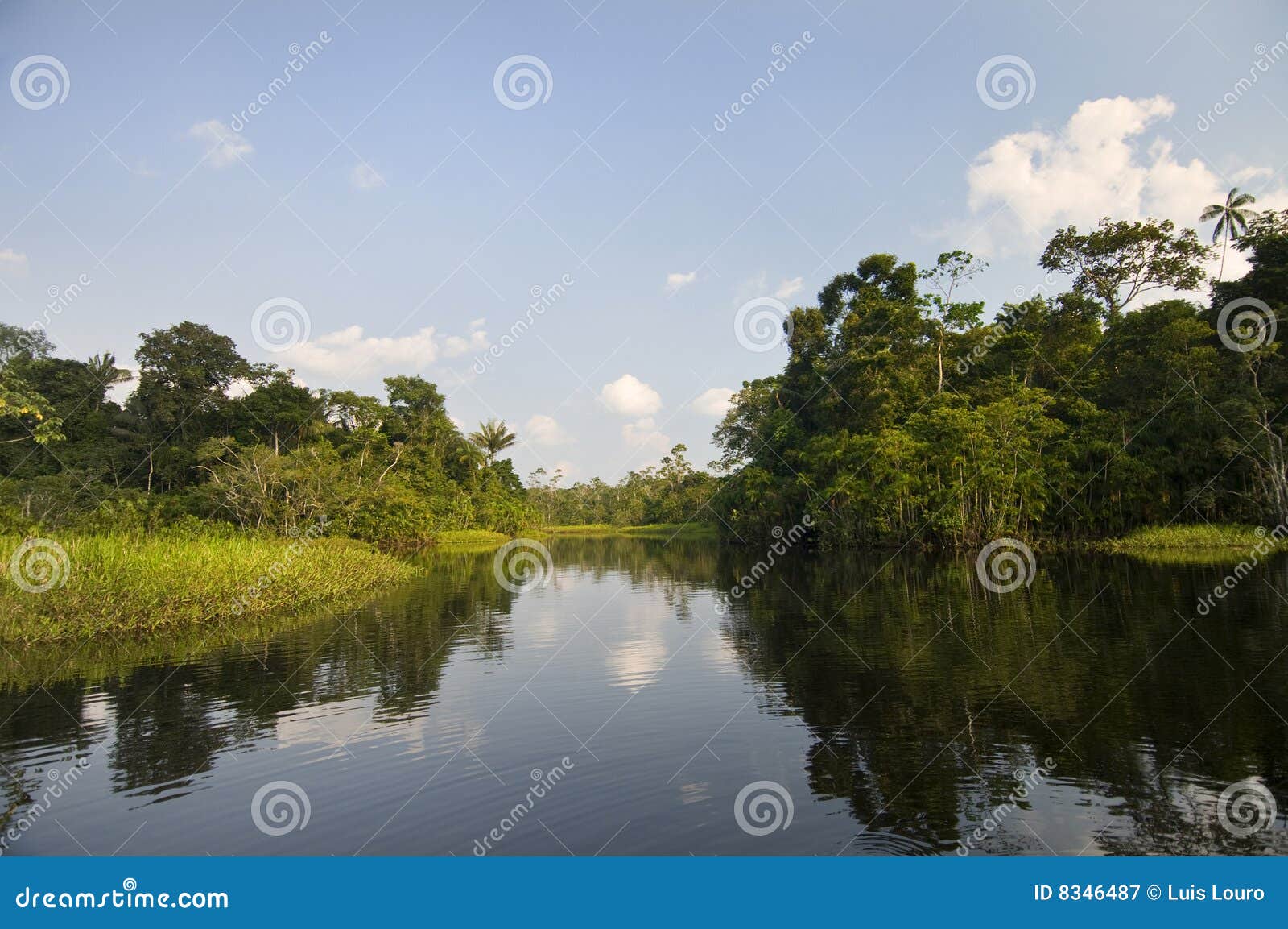 Amazon basin stock image. Image of color, colorful, nature - 8346487