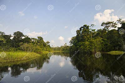 Amazon basin stock image. Image of color, colorful, nature - 8346487