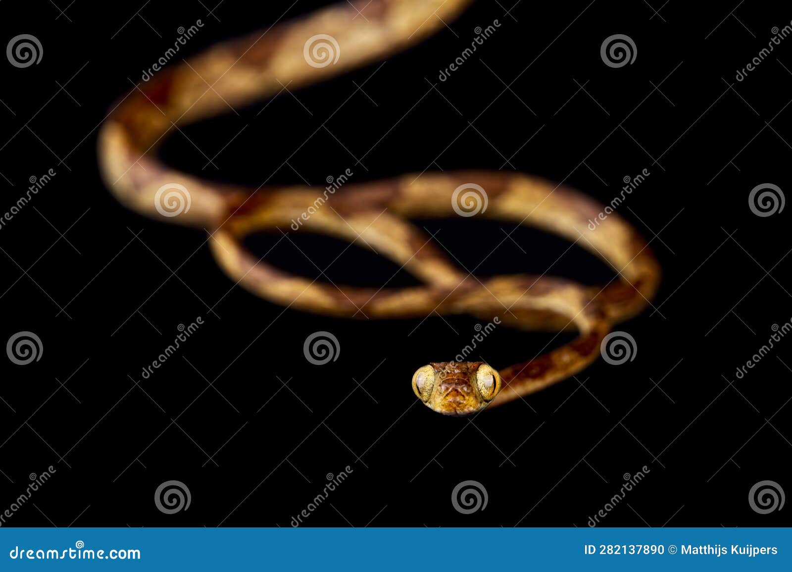 Amazon Basin Blunt-headed Tree Snake (Imantodes Lentiferus) Stock Photo ...