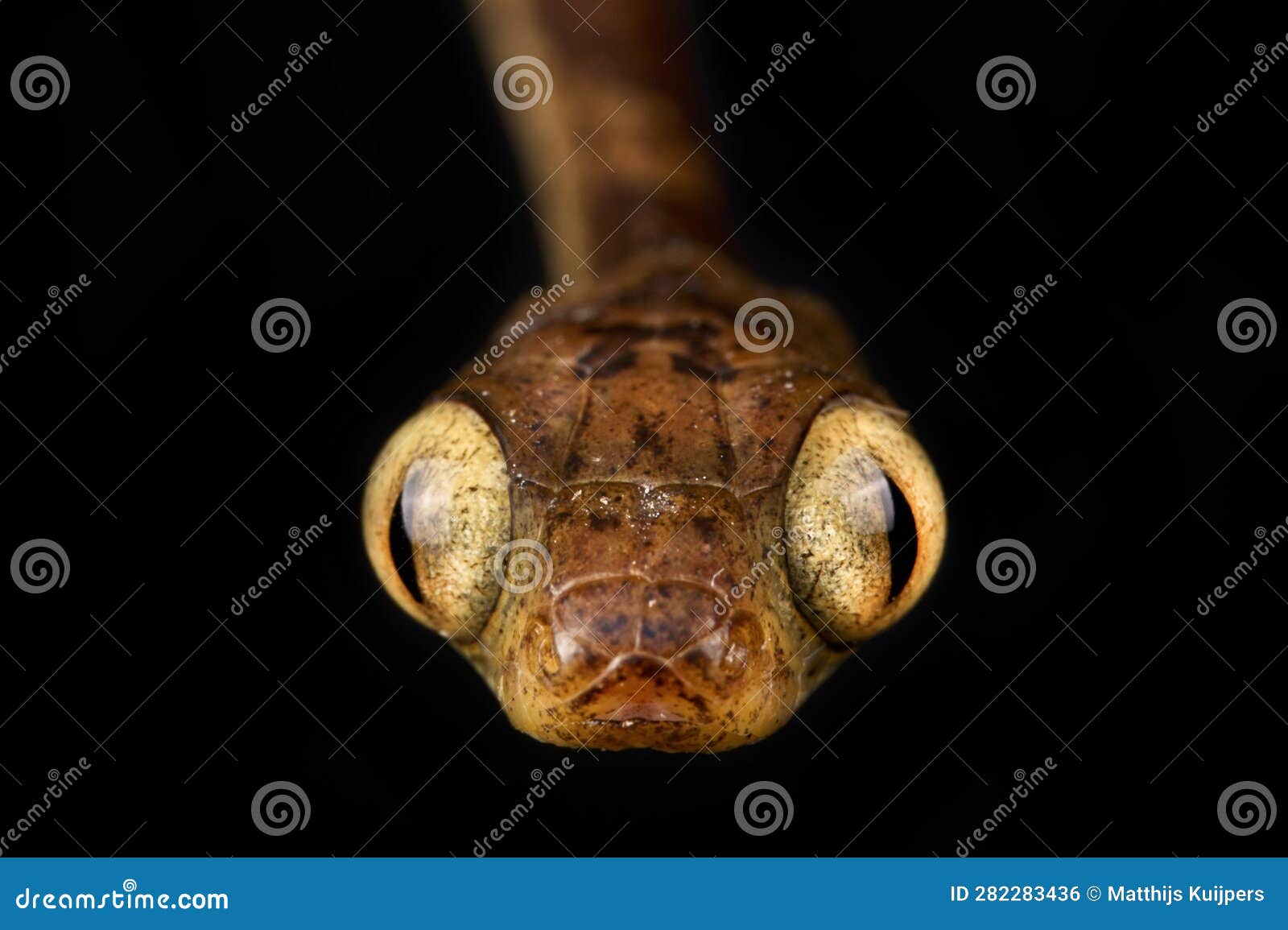 Amazon Basin Blunt-headed Tree Snake (Imantodes Lentiferus) Stock Photo ...