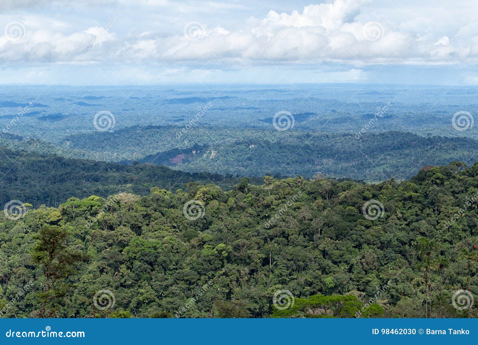 The Amazon Basin of Ecuador Stock Photo - Image of jungle, tropical ...
