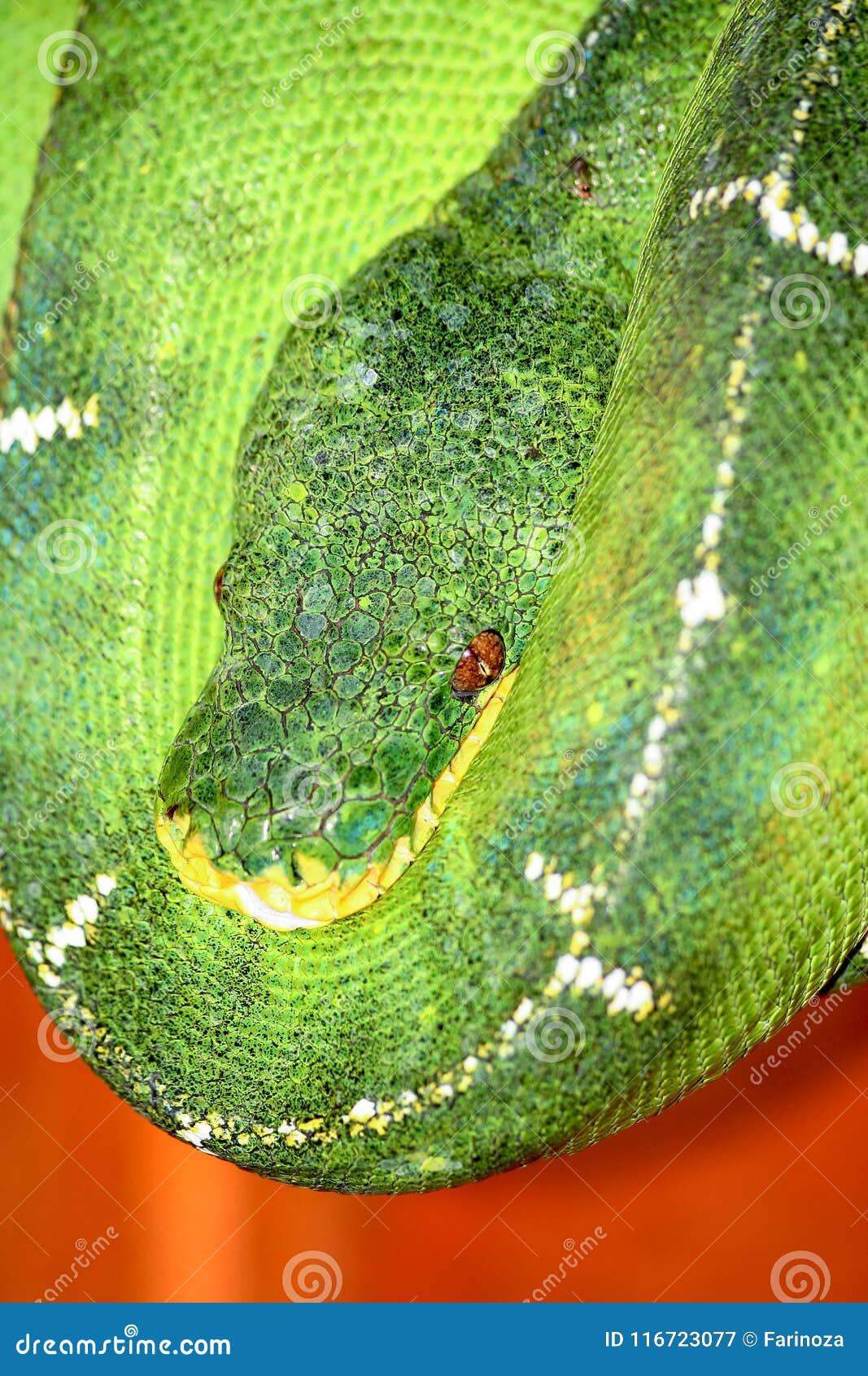 Amazon Basin Emerald Tree Boa Stock Image - Image of corallus, forests ...