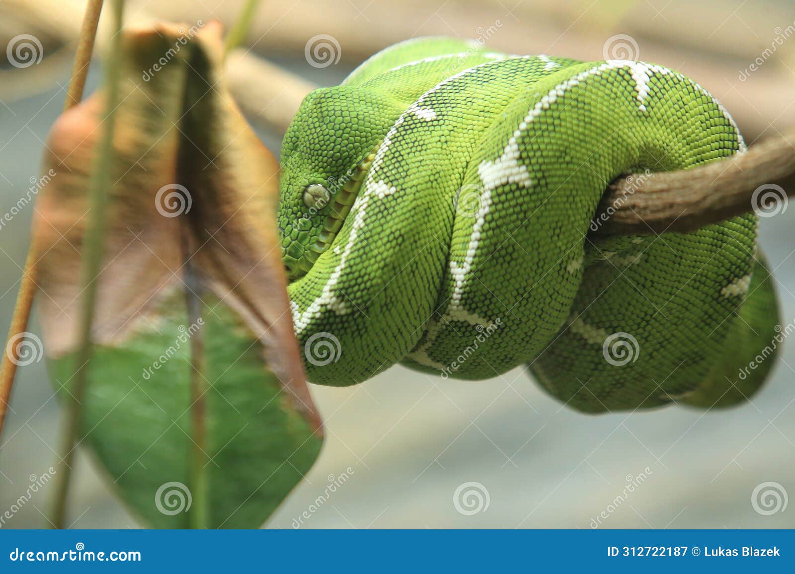 Amazon Basin Emerald Tree Boa Stock Image - Image of branch, basin ...