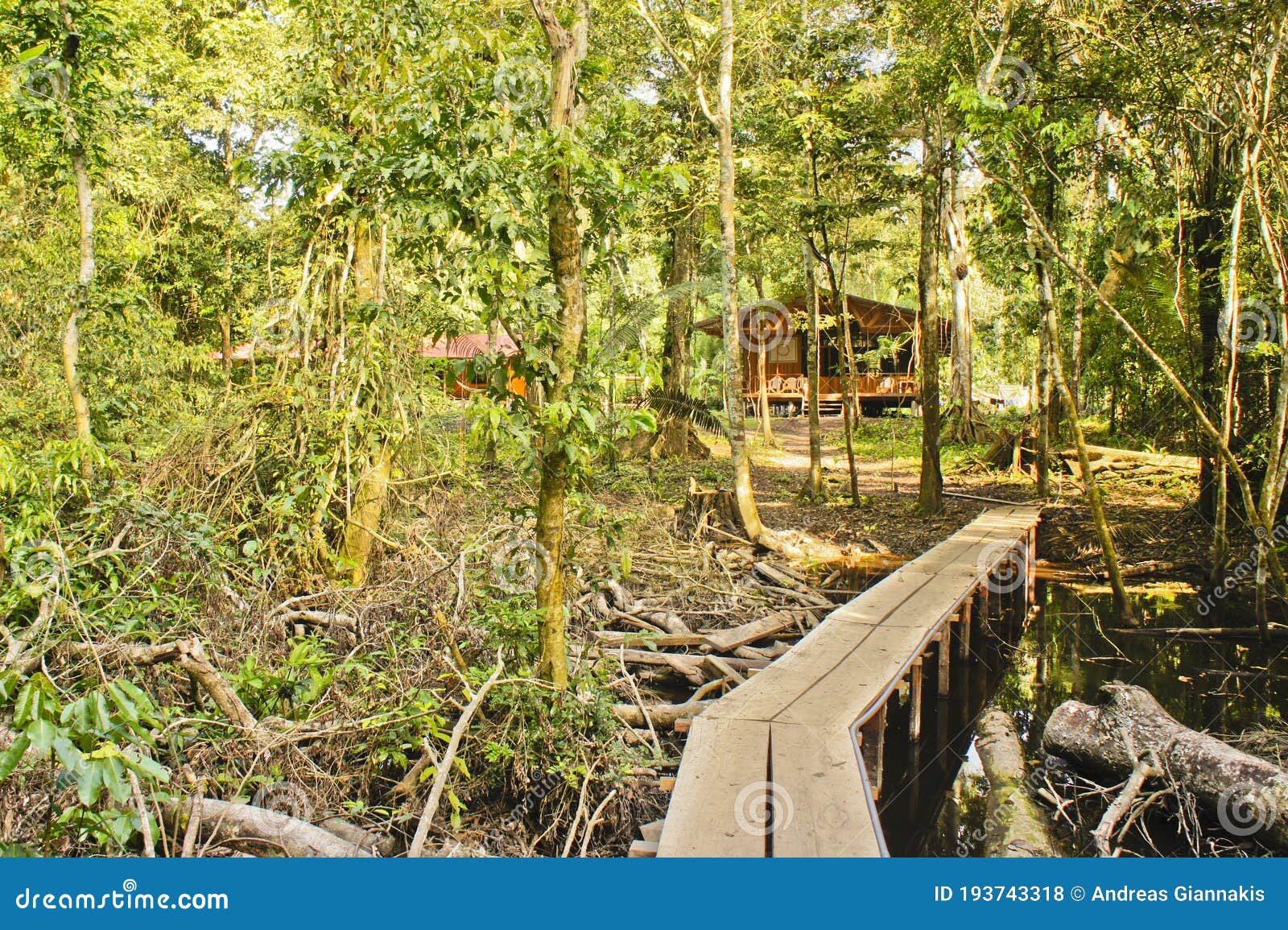 Amazon Basin, Peru, South America Editorial Stock Photo - Image of ...