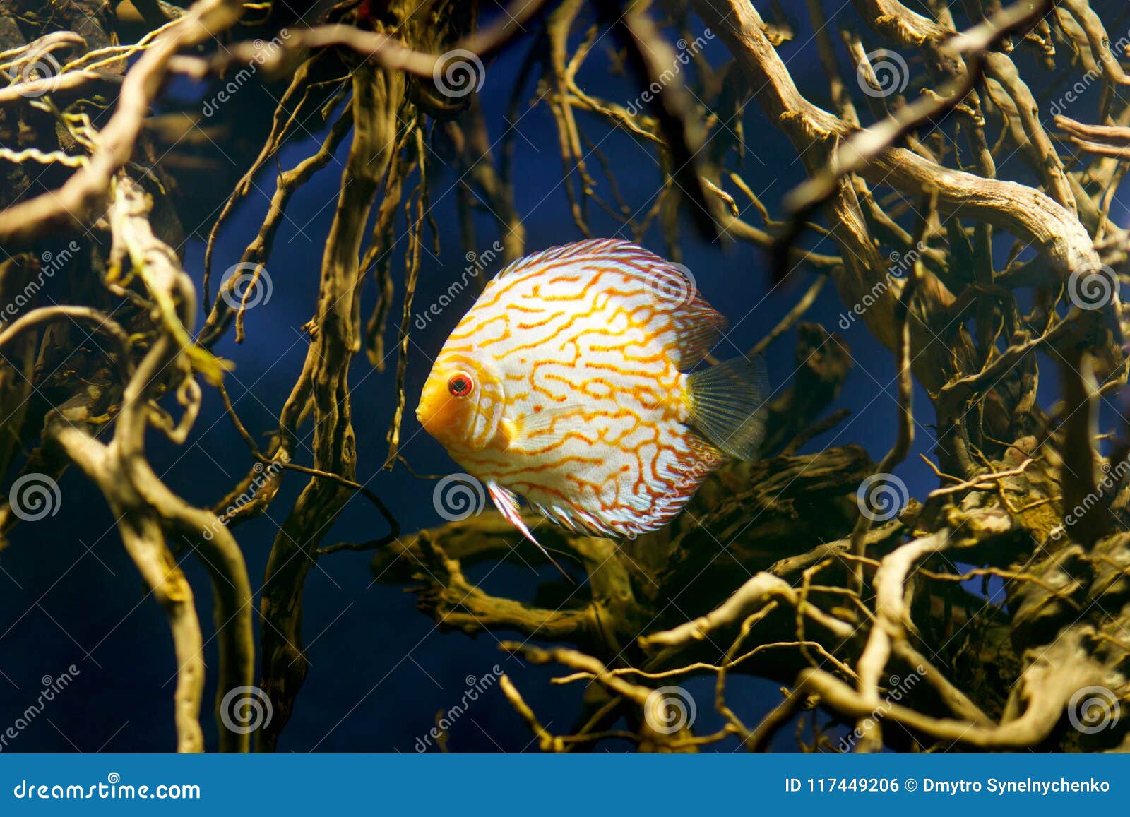 Amazon biotope wild Discus stock photo. Image of side - 117449206