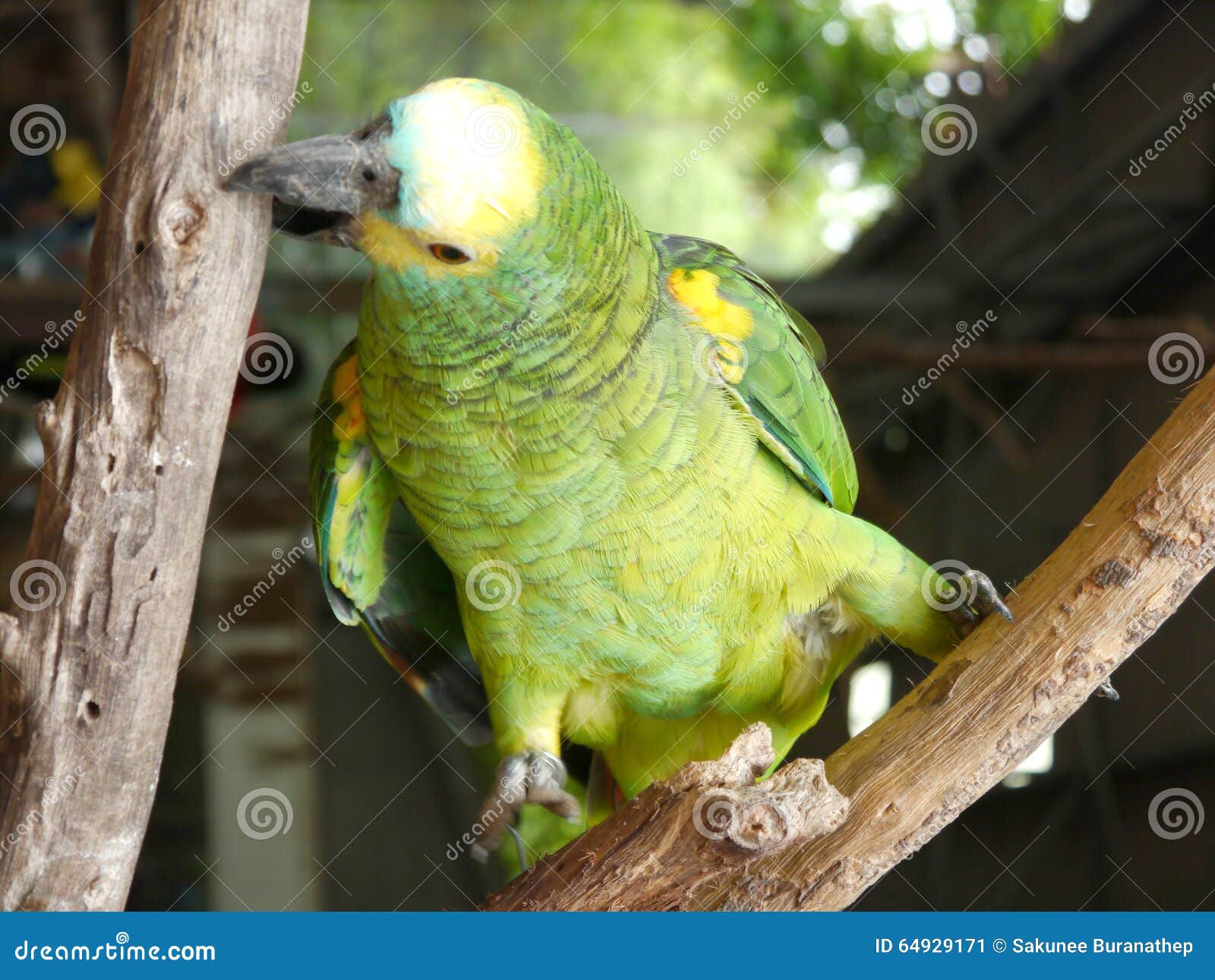 Amazon Bird stock image. Image of multi, wing, close - 64929171