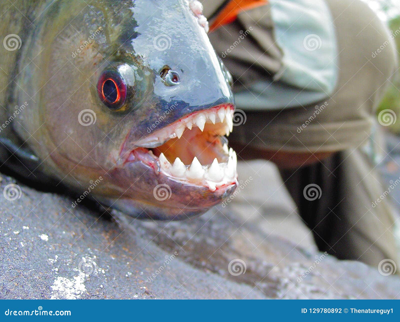 Amazon Black Piranha with Exposed Teeth Stock Photo - Image of ...