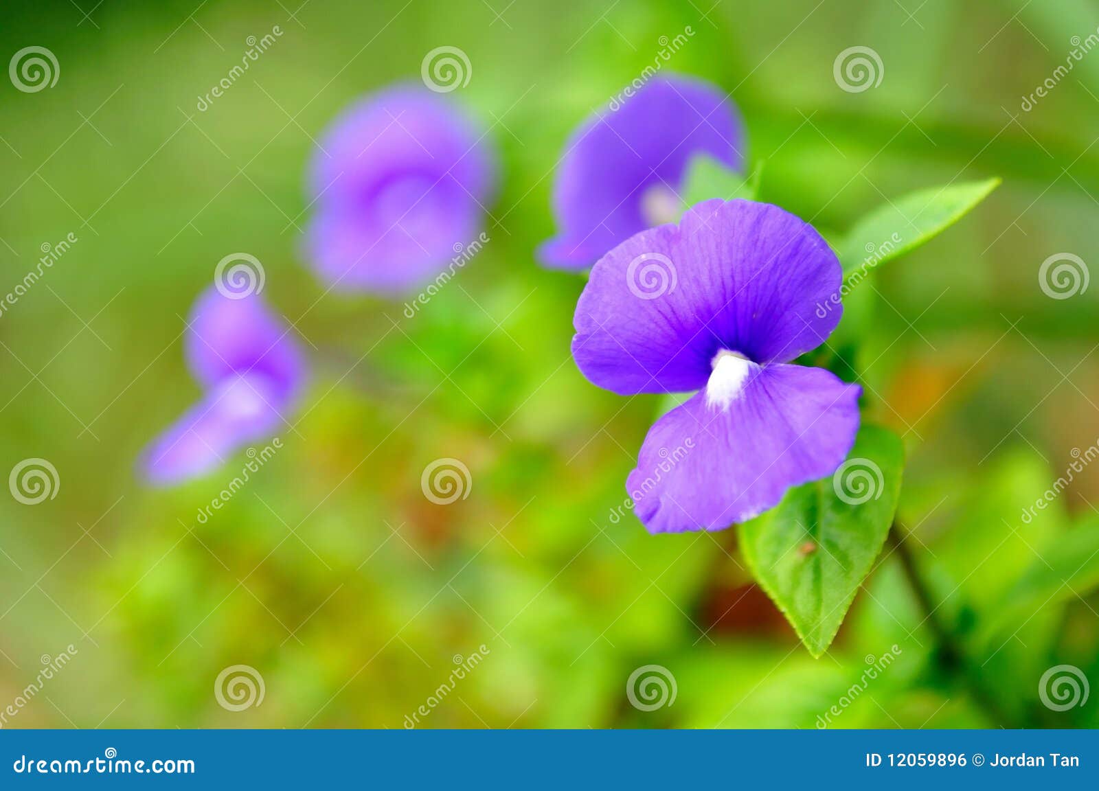 Amazon Blue stock photo. Image of nature, tropical, flora - 12059896
