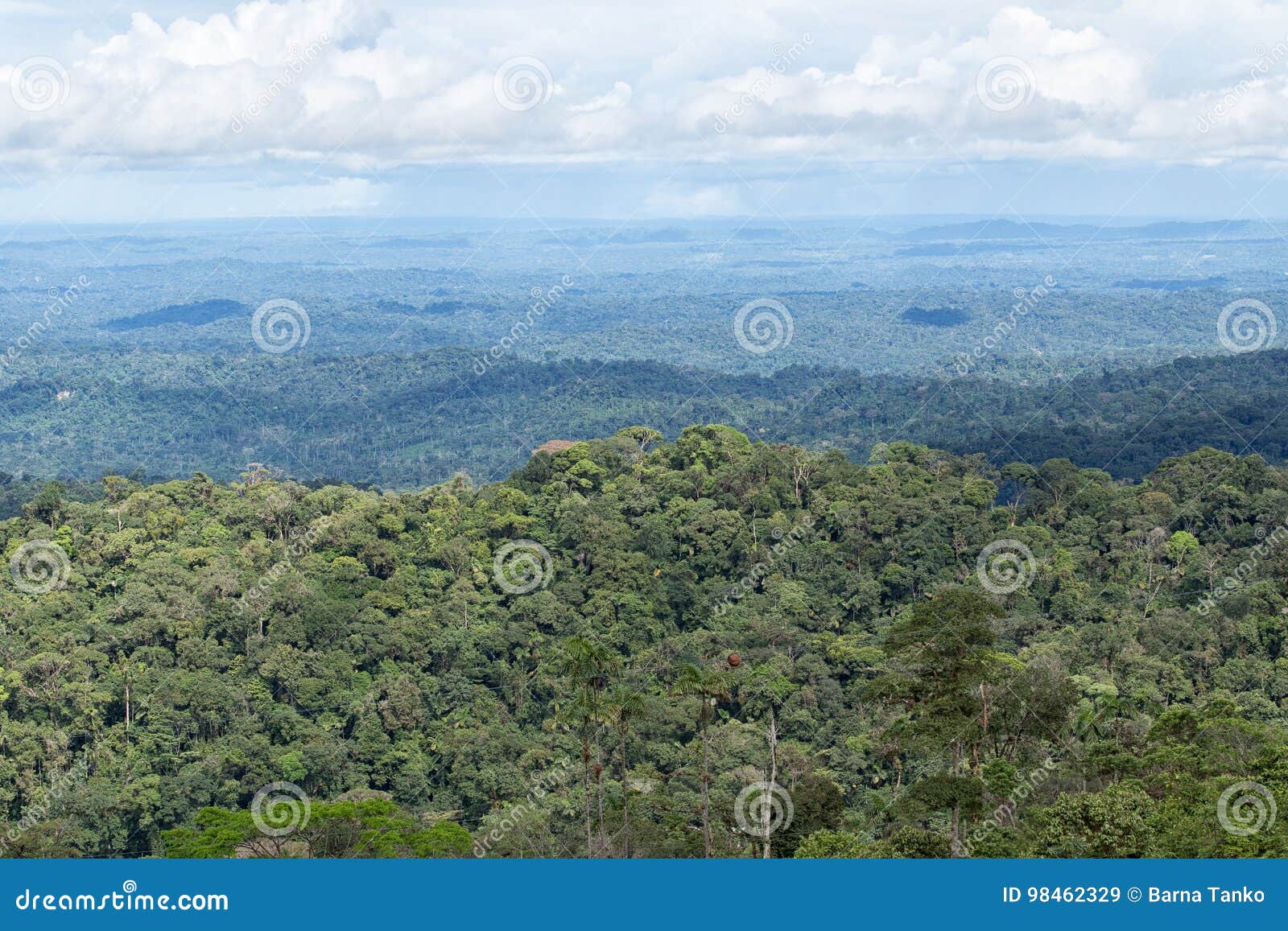 The Amazon of Ecuador stock image. Image of jungle, ecuador - 98462329