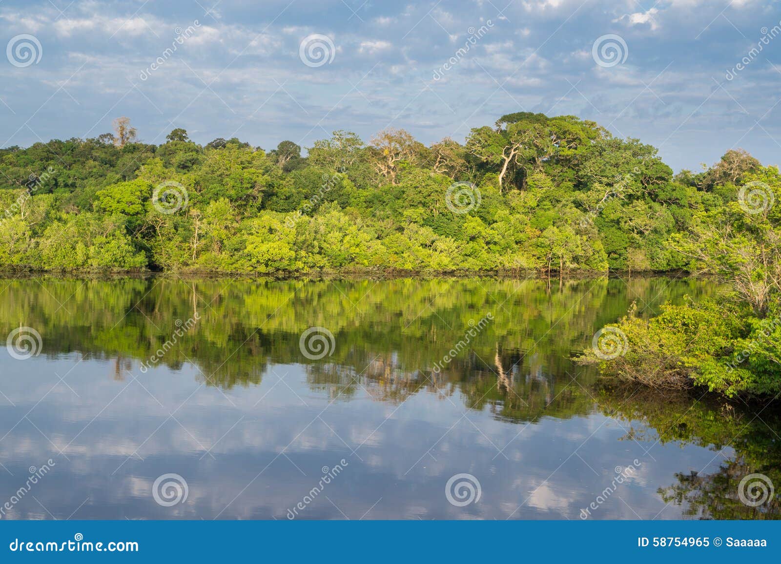 Amazon Forest and Black River, Cloudy Sky Stock Image - Image of trees ...