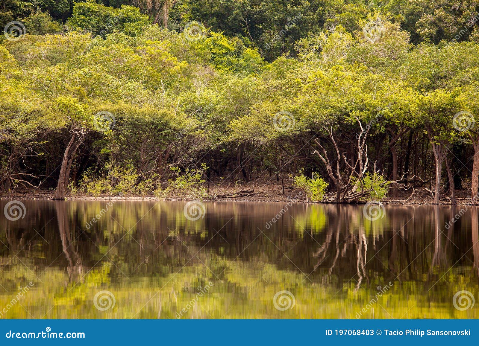 Amazon Forest and Trees Reflection on Amazon River Stock Image - Image ...